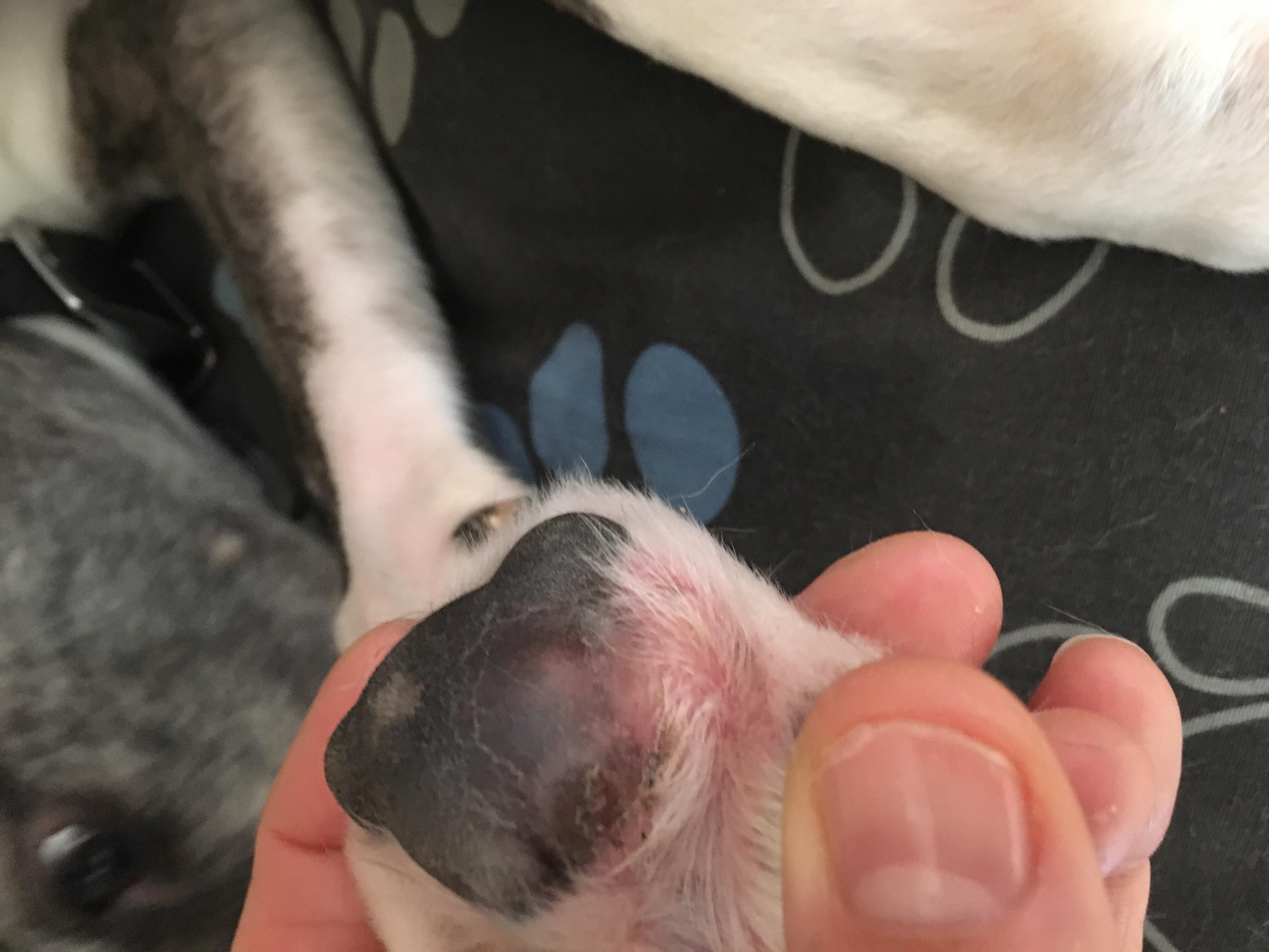 Why Are My Dog's Paws Red, Swollen, Bleeding, & He Can't Walk? | Petco