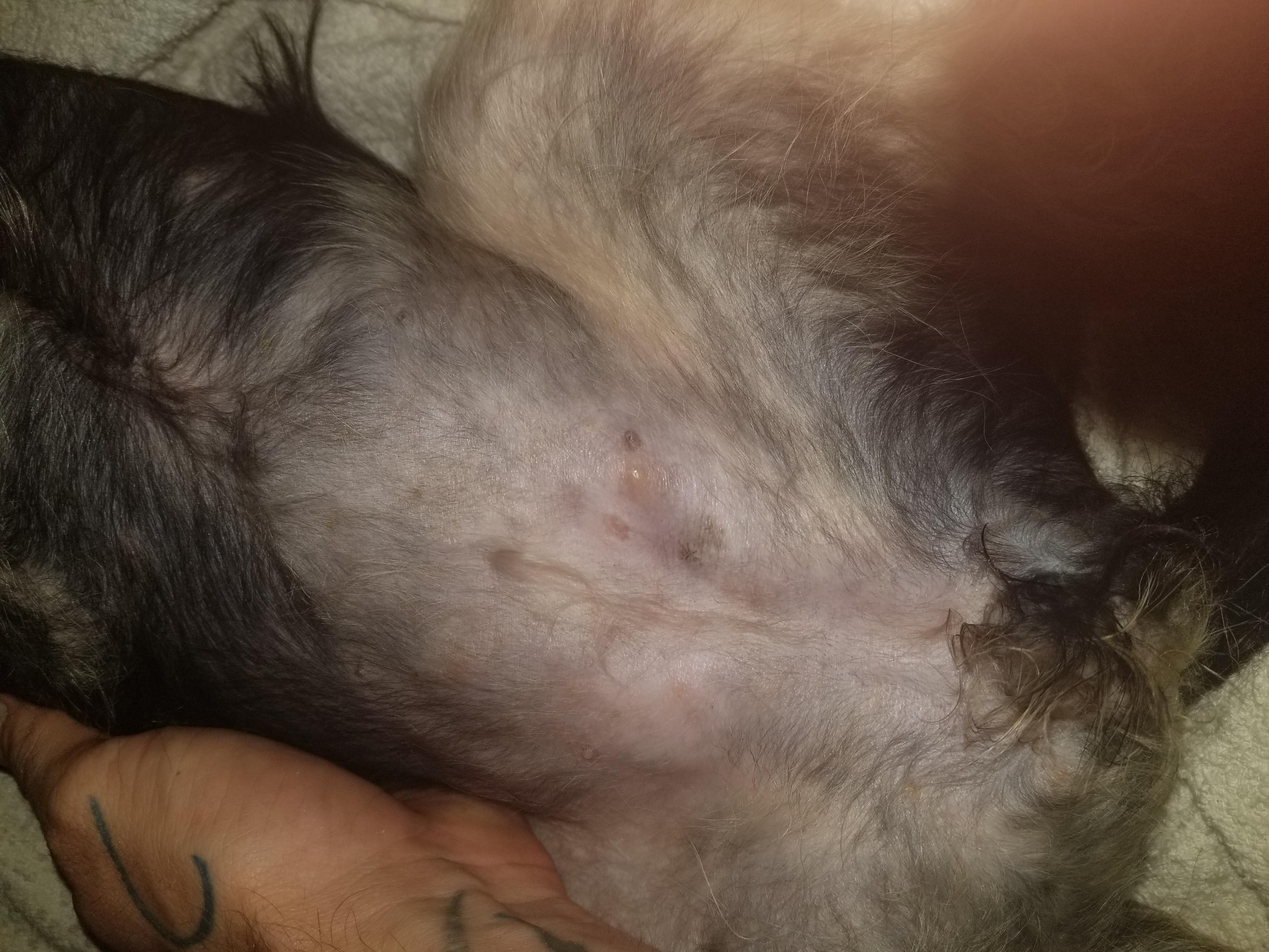 Why does my dog have small, zit-like bumps on their stomach? | Petco
