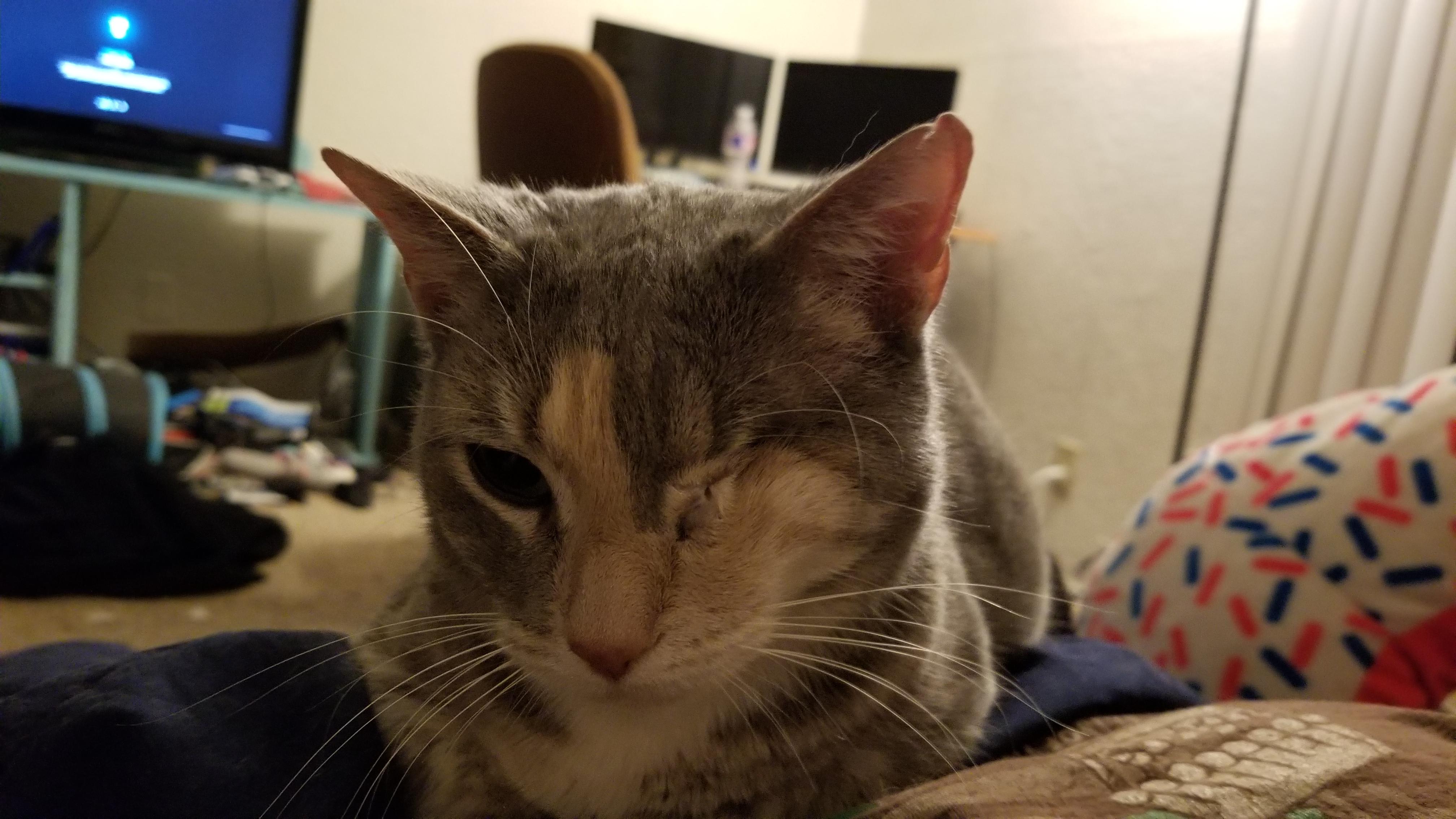 Is my rescue cat's sunken eye socket normal years after surgery? | Petco