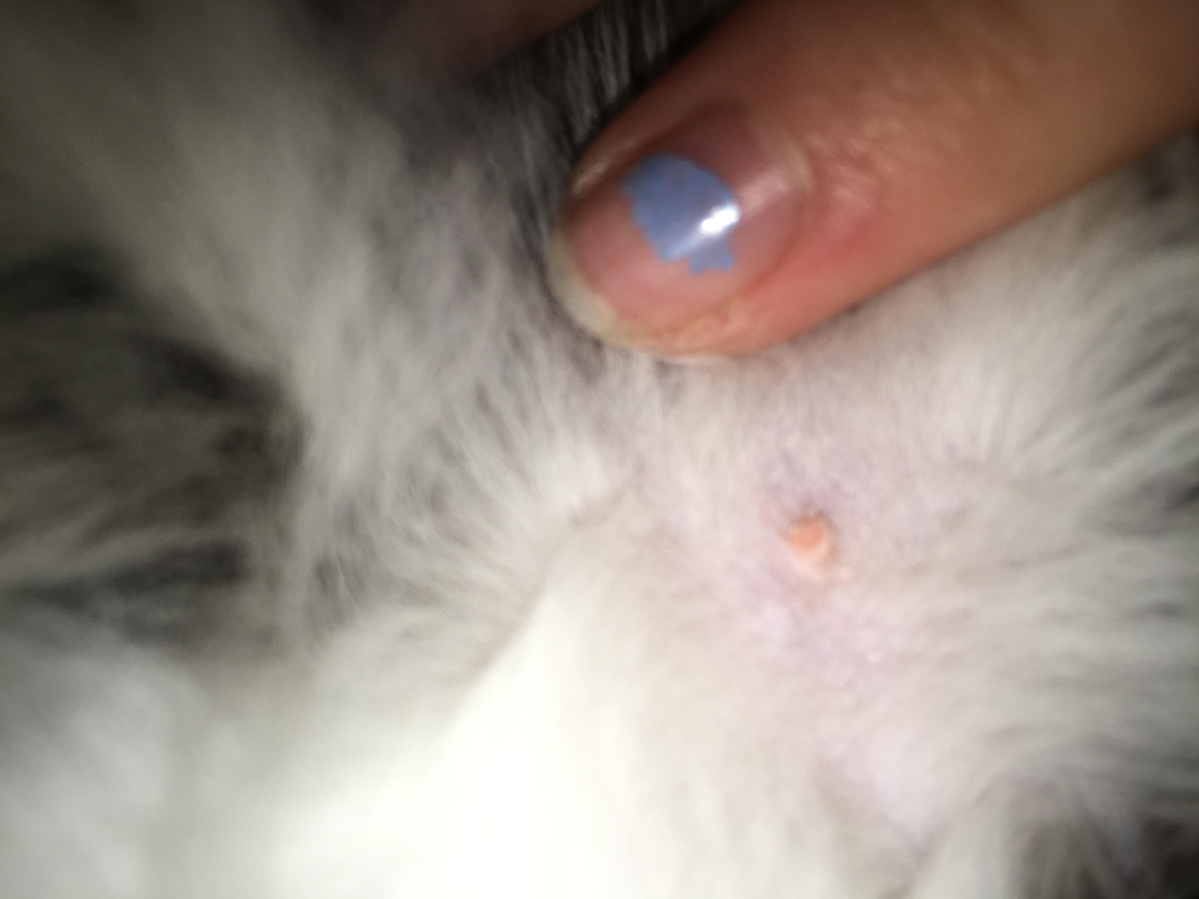 My Cat Has a Small Bump on His Belly: Serious or Normal? | Petco