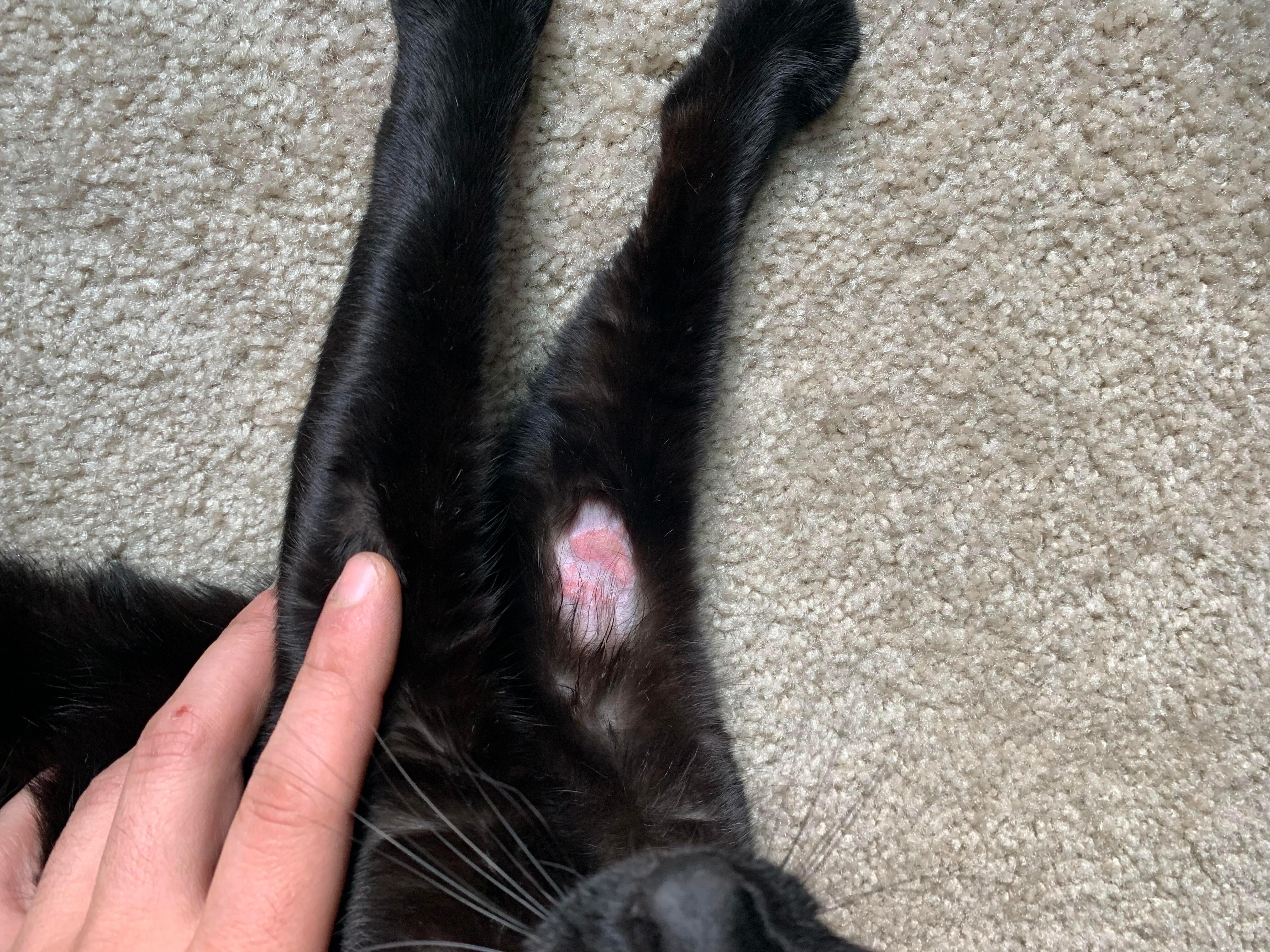 My Cat's Armpit Irritated with Hair Loss? See a Vet? | Petco