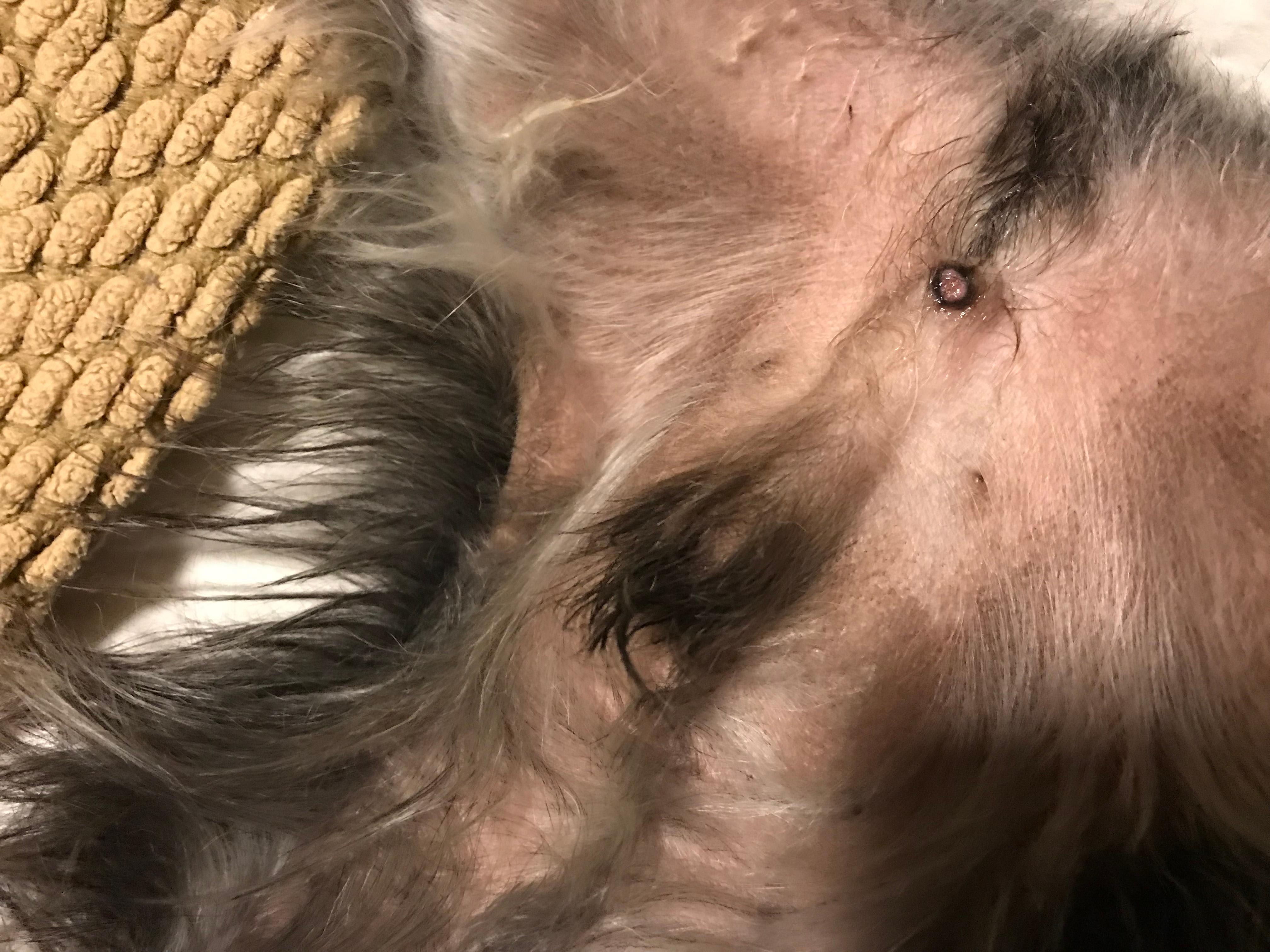 Why Isn't My Dog's Neuter Incision Healing After Two Months? | Petco