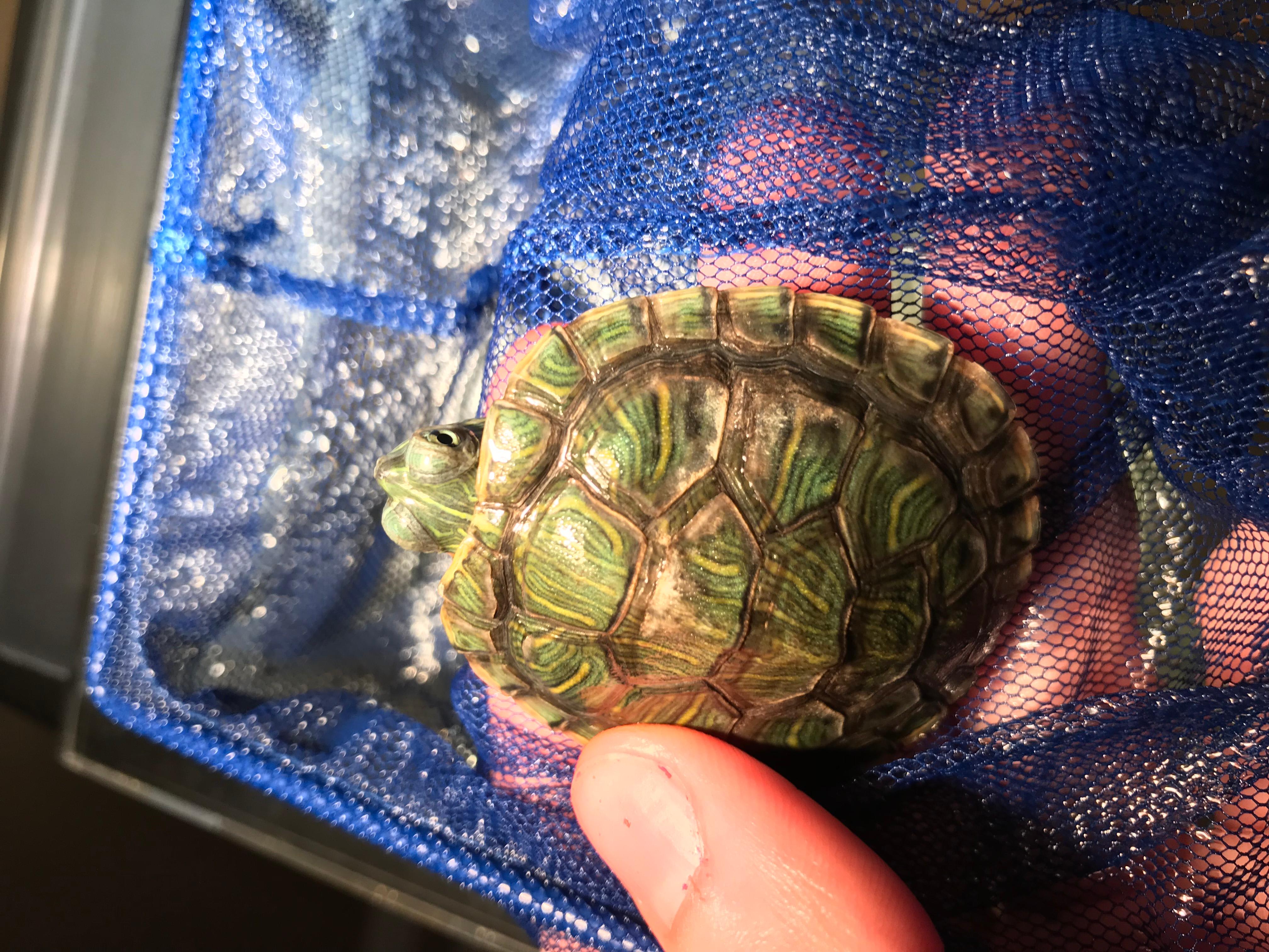 My Turtle's Shell is Grey, Not Eating, Stays Bottom? Get Help! | Petco