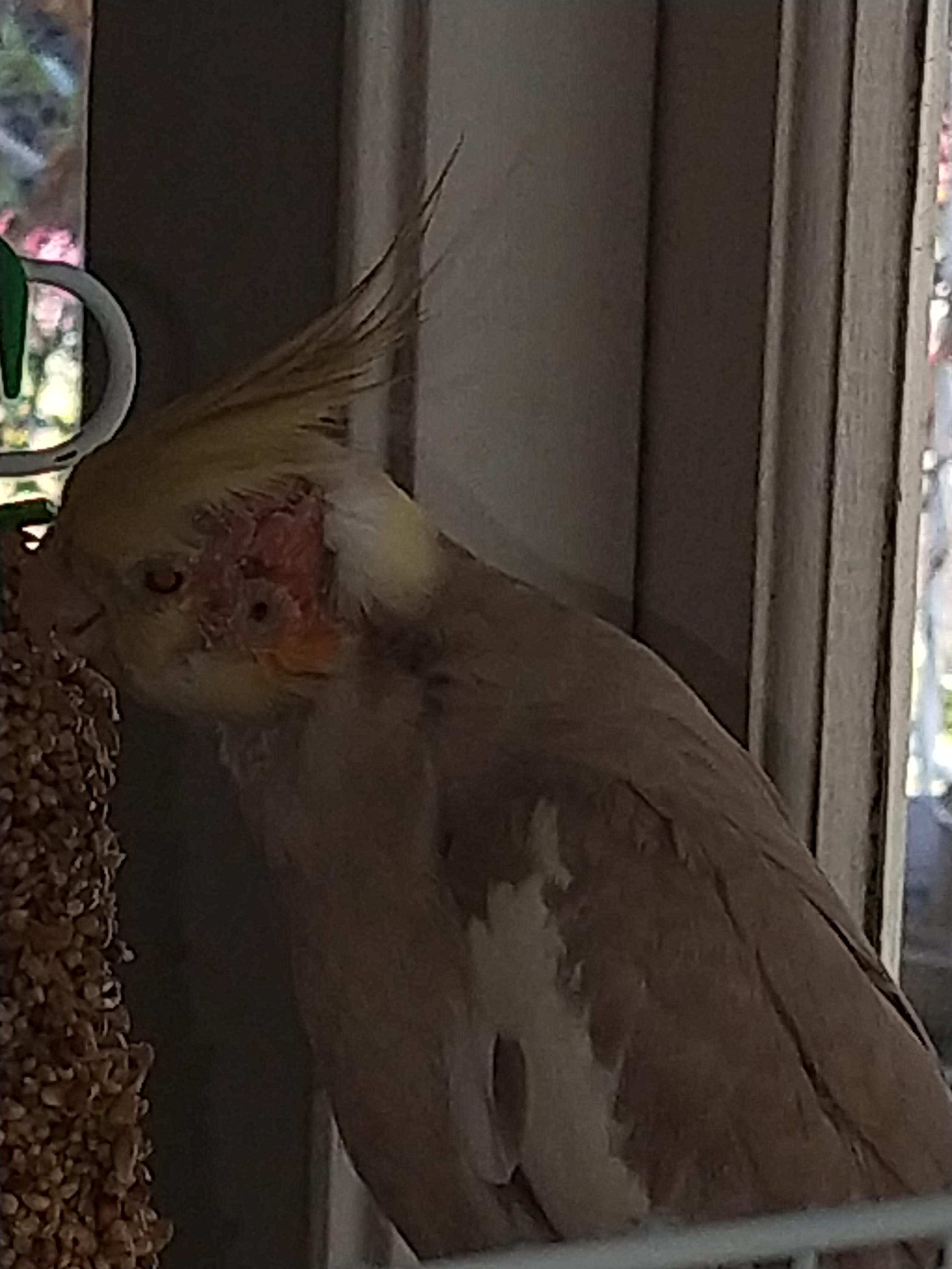 Why is my bird's skin red, swollen, and itchy with feather loss? | Petco