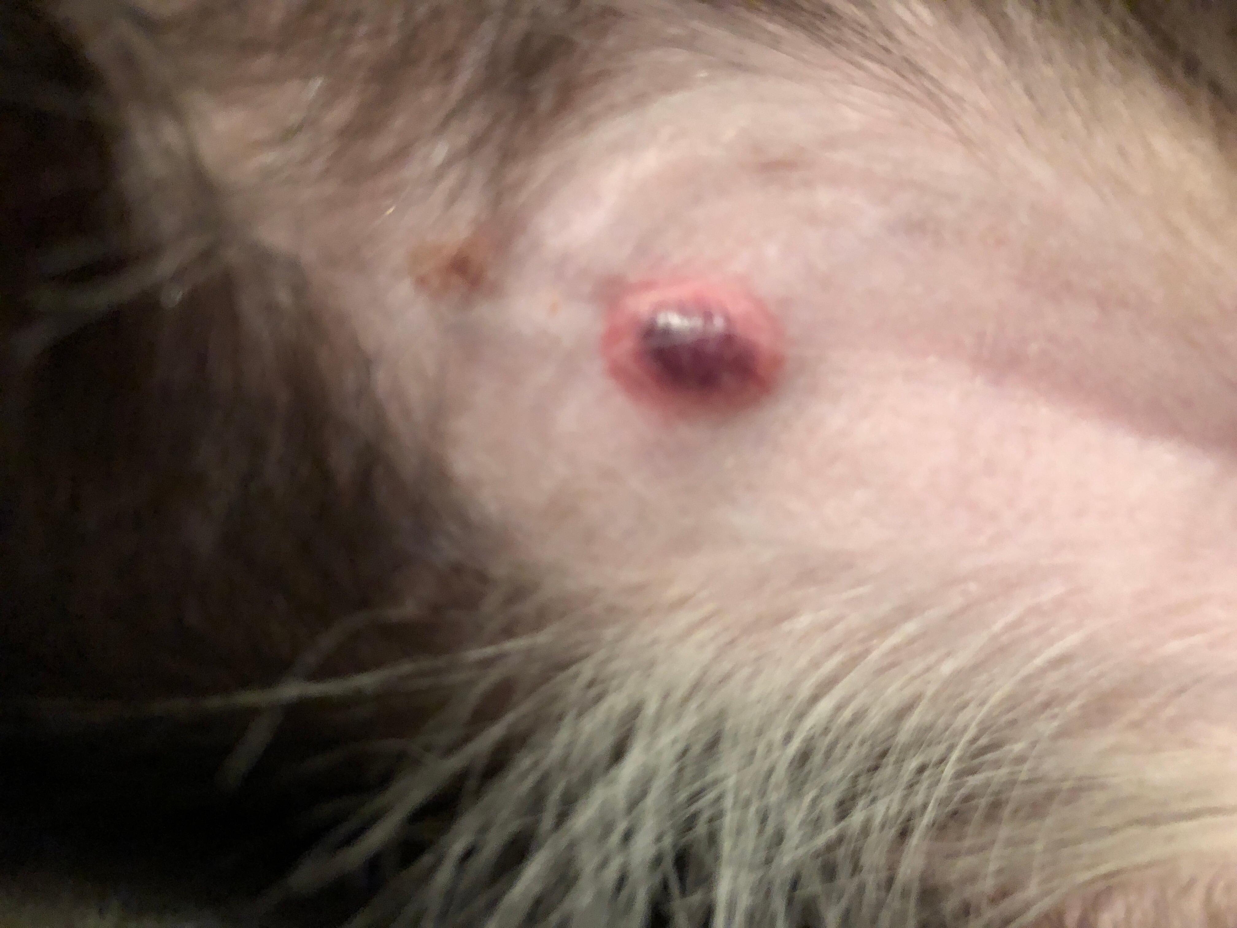 Why is my dog's spay incision red with a blister months later? | Petco