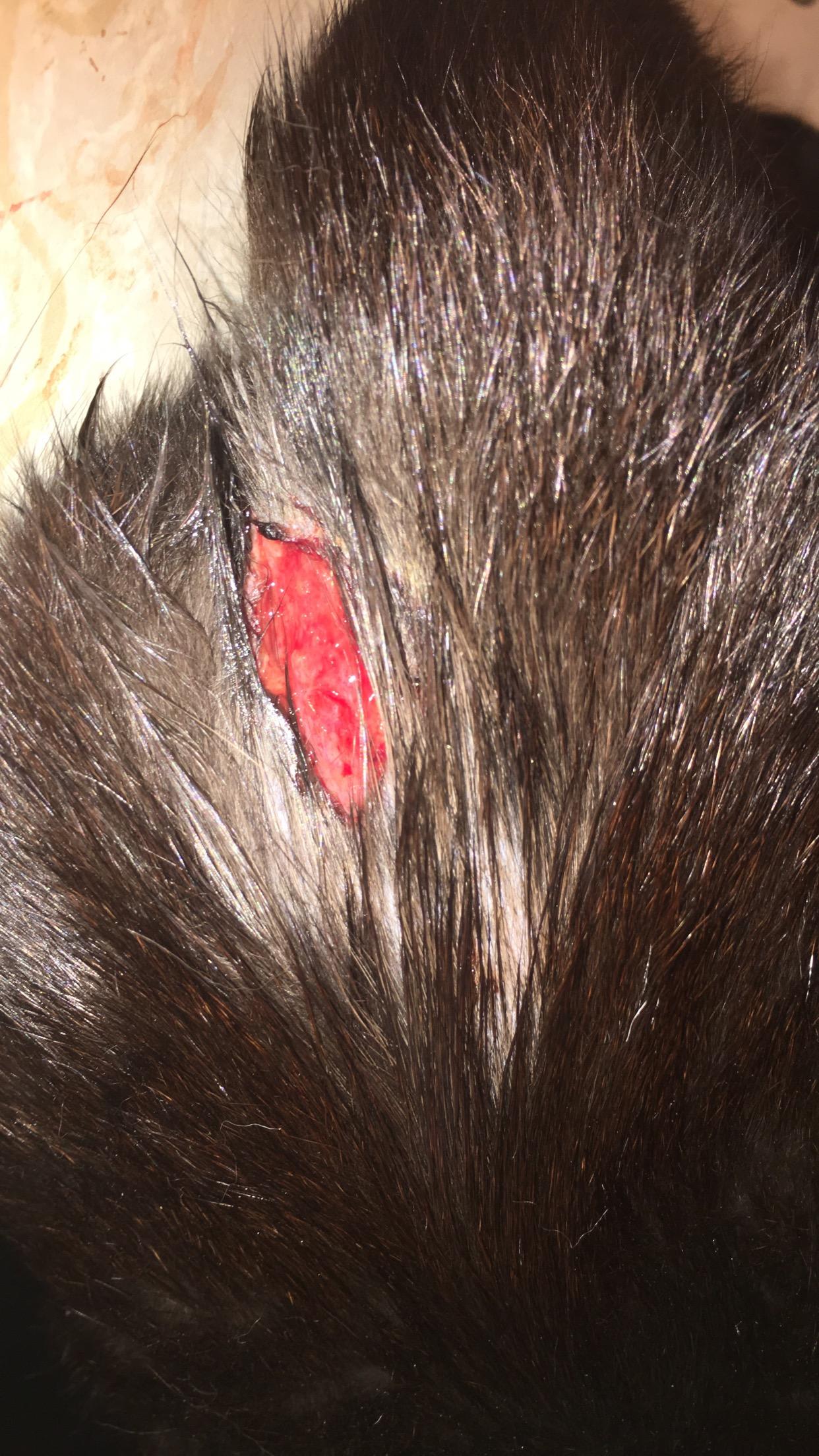 How to treat my cat's bleeding tail wound if he won't let me? | Petco