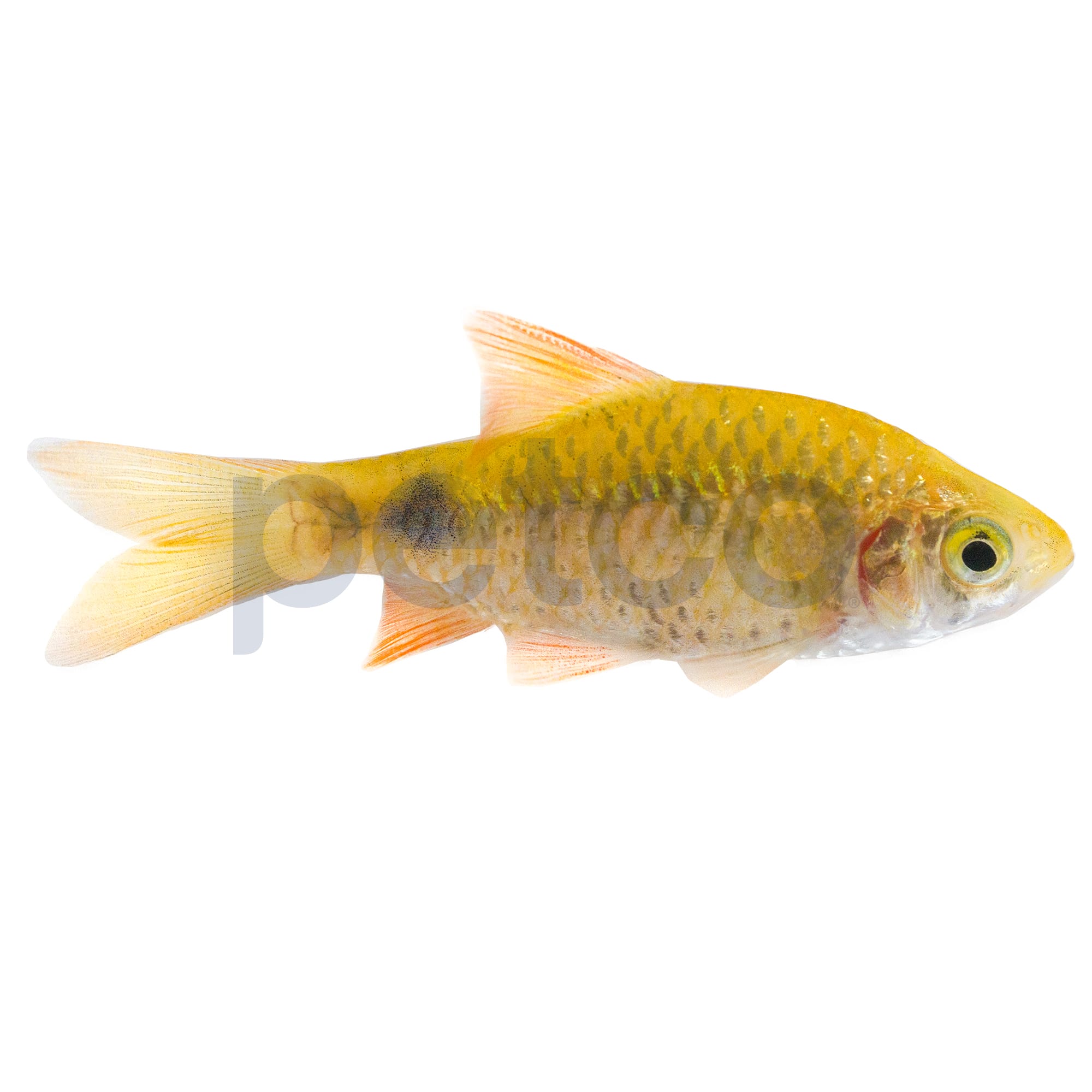 Neon Rosy Barb For Sale | Petco
