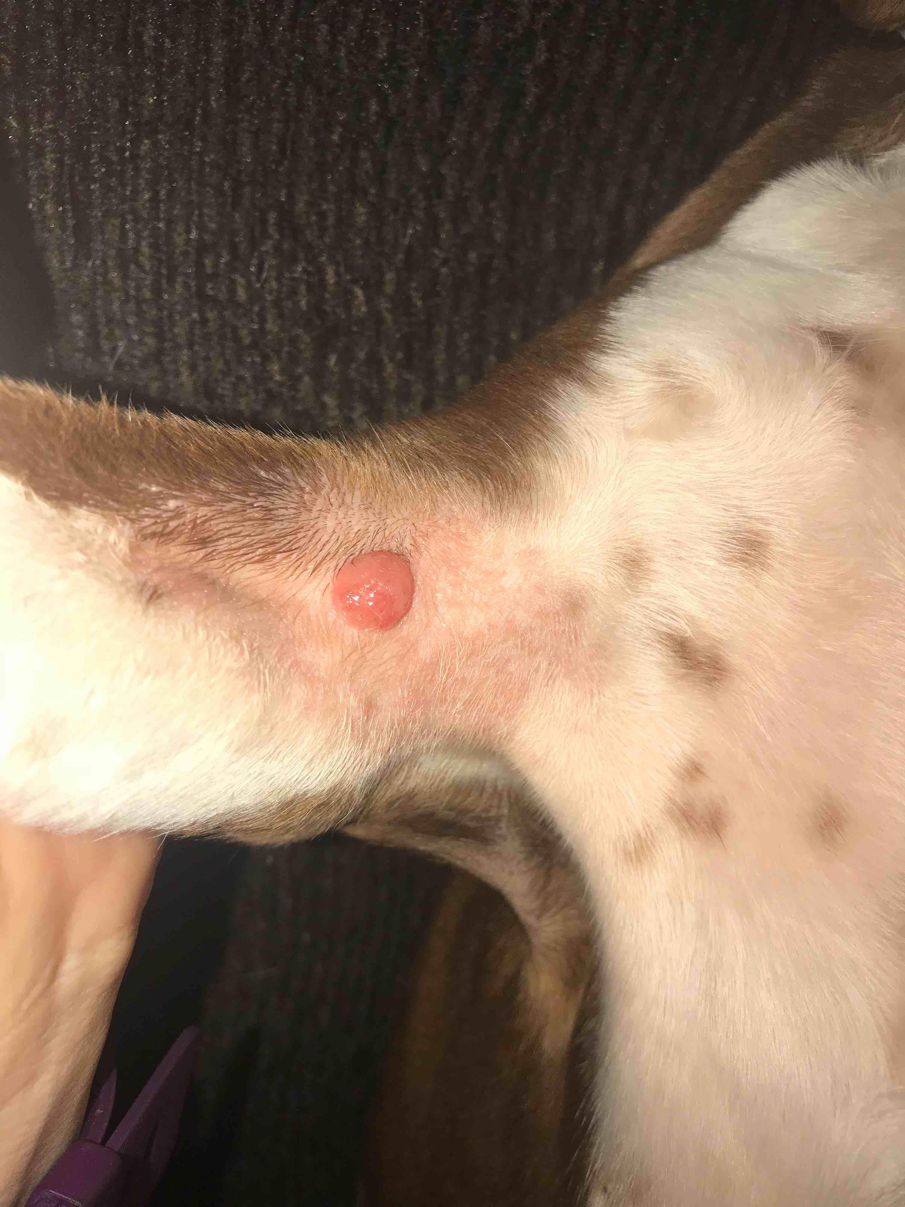 Red Lump Under Dog's Armpit Doubled? Should You See a Vet? | Petco