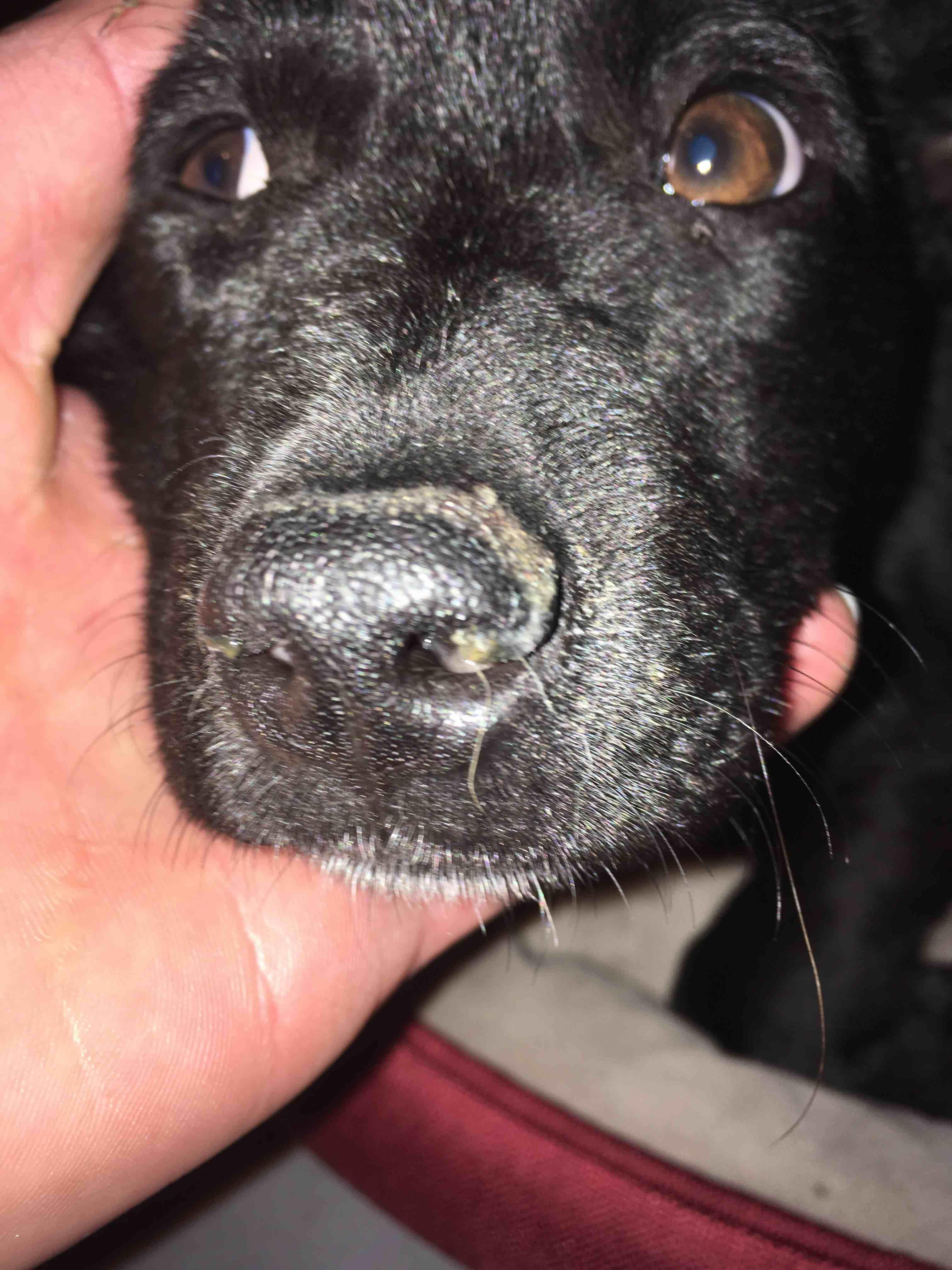 My puppy: dry nose, wheezing, lethargic. Is he sick? | Petco