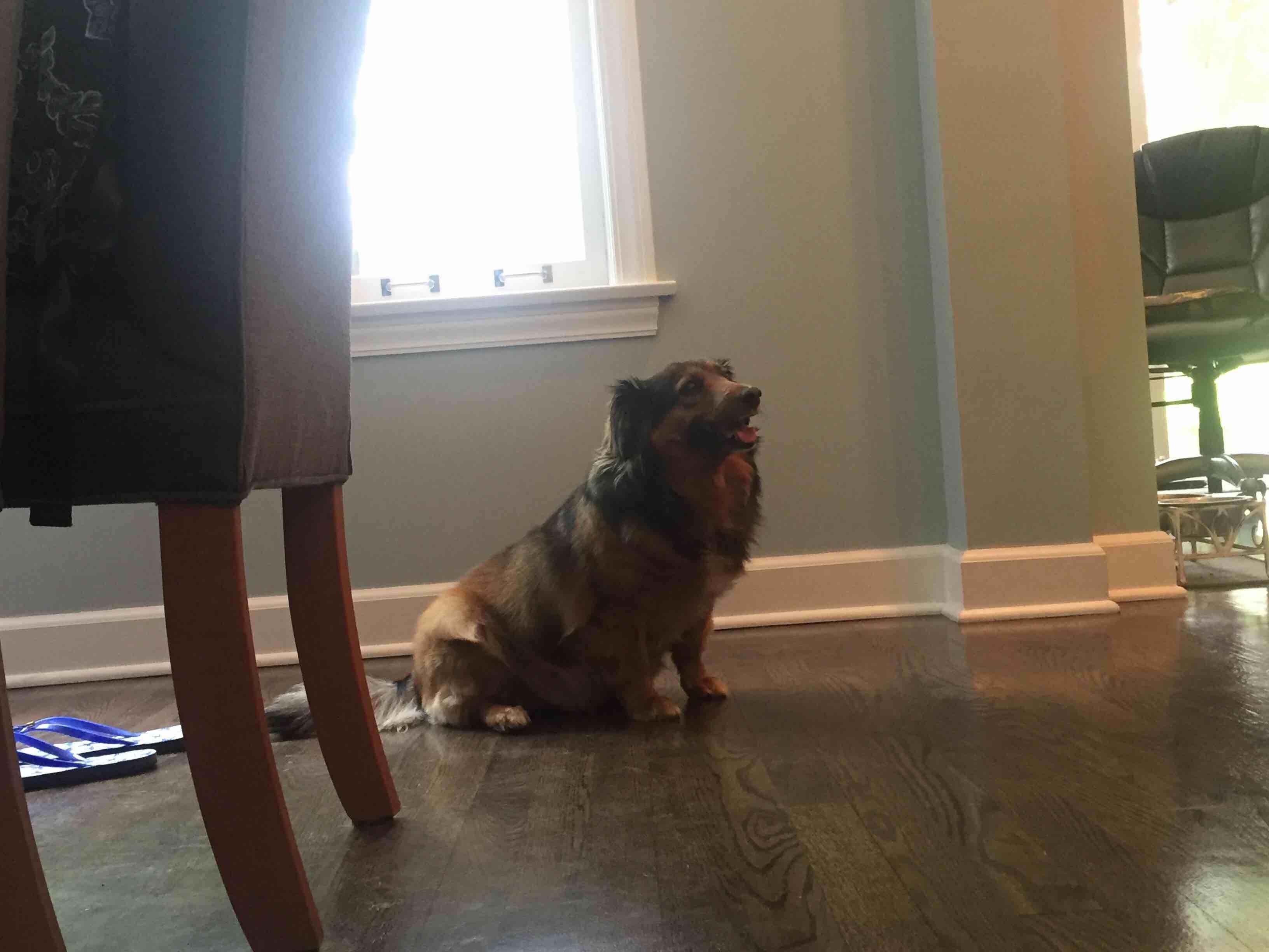 Why did my dog suddenly flail, uneven gait, head tilt? | Petco