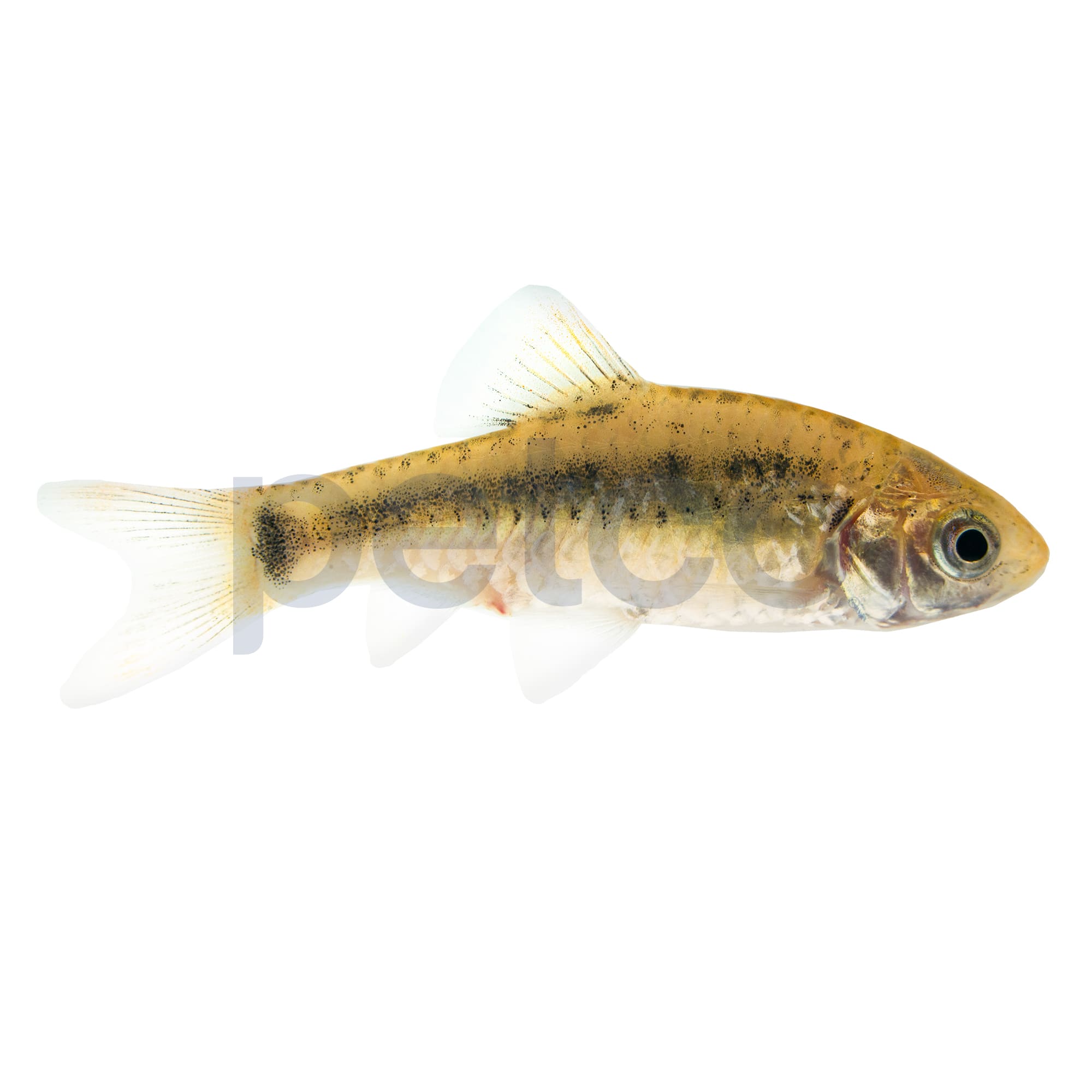 Chinese Gold Barb For Sale | Petco