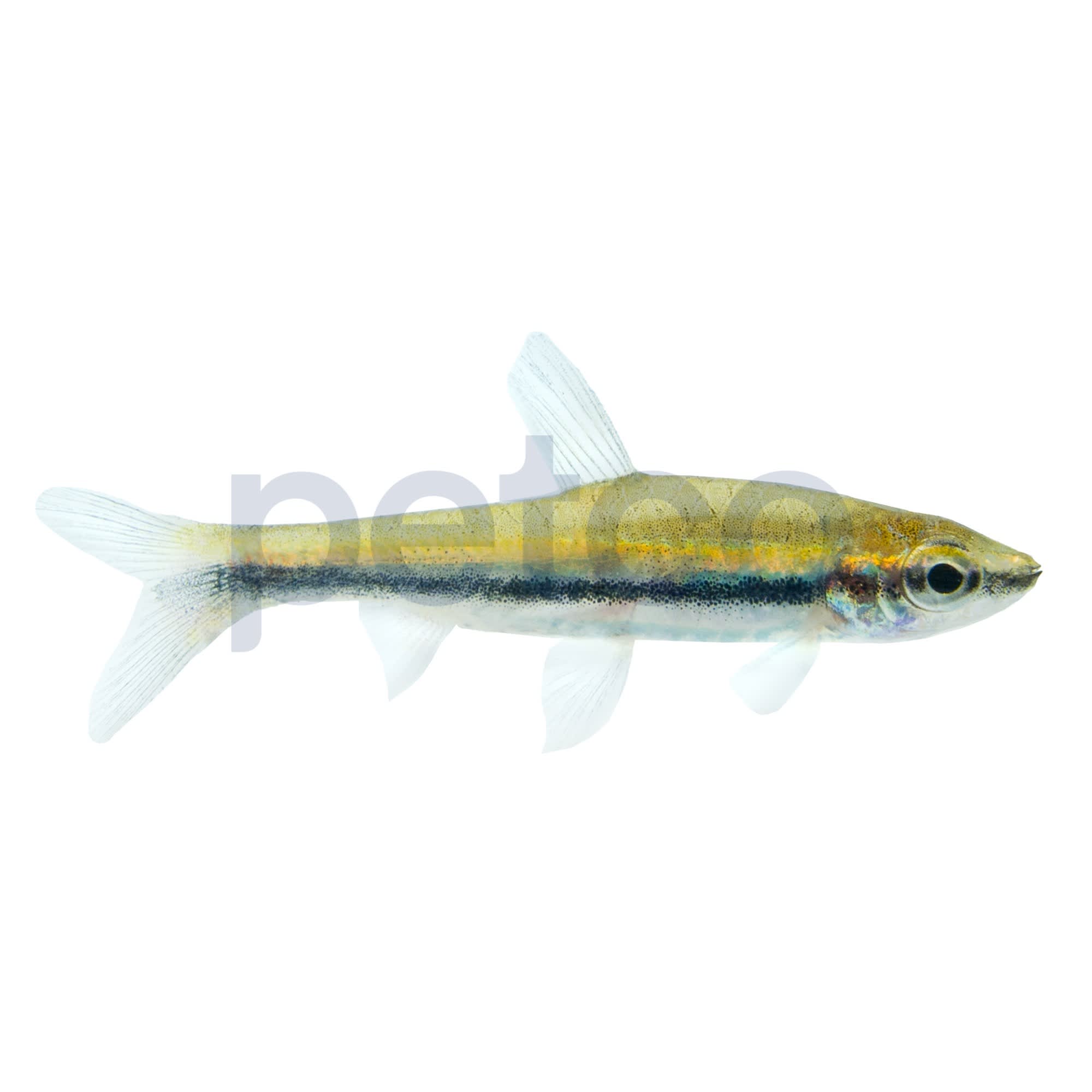 Golden Pencilfish (Nannostomus beckfordi) | Petco