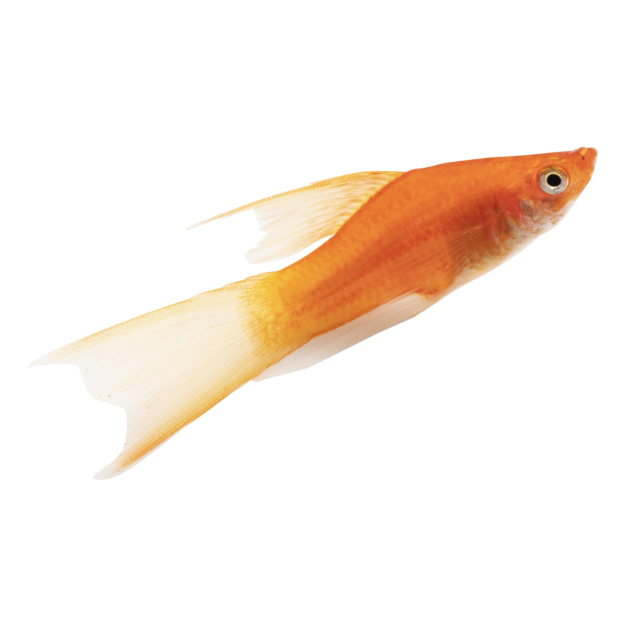 Swordtail Colors | ppgbbe.intranet.biologia.ufrj.br