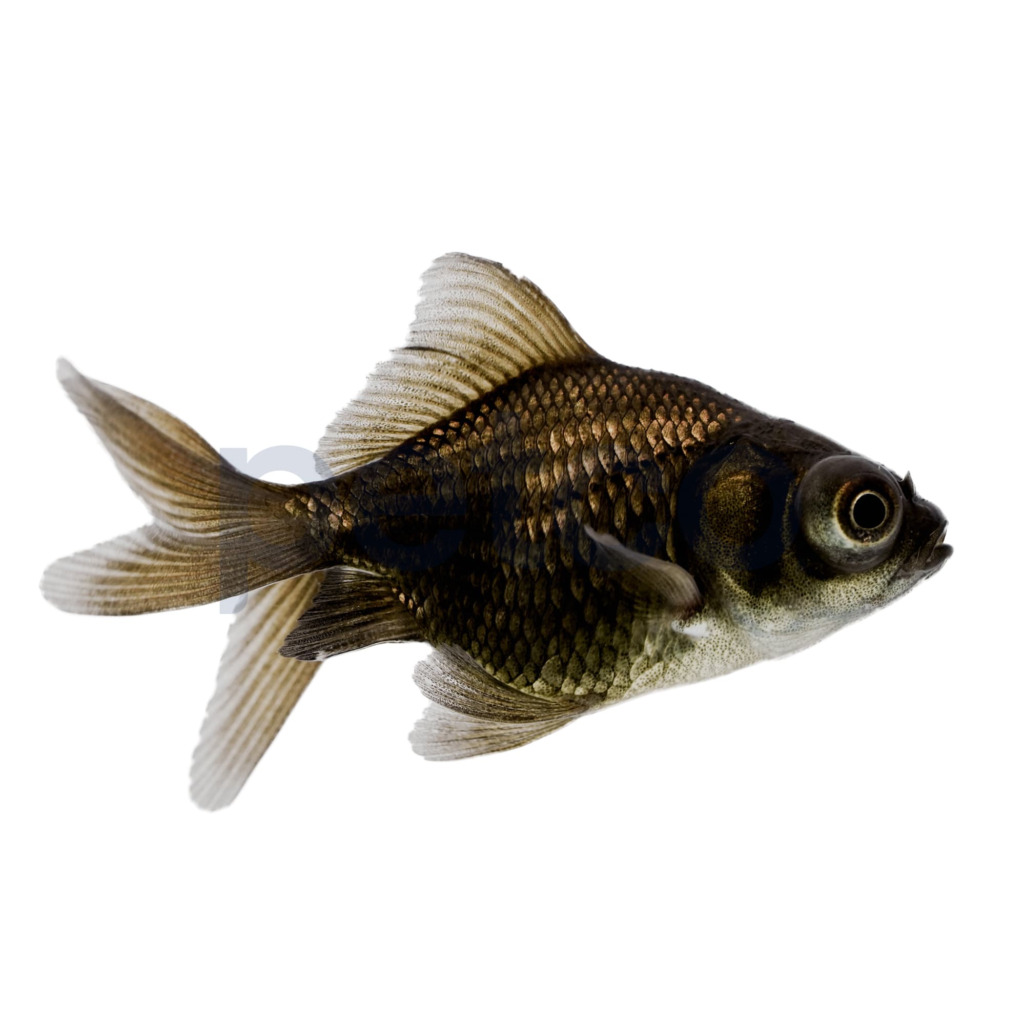 Black Moor Goldfish (Carassius auratus) - Large | Petco