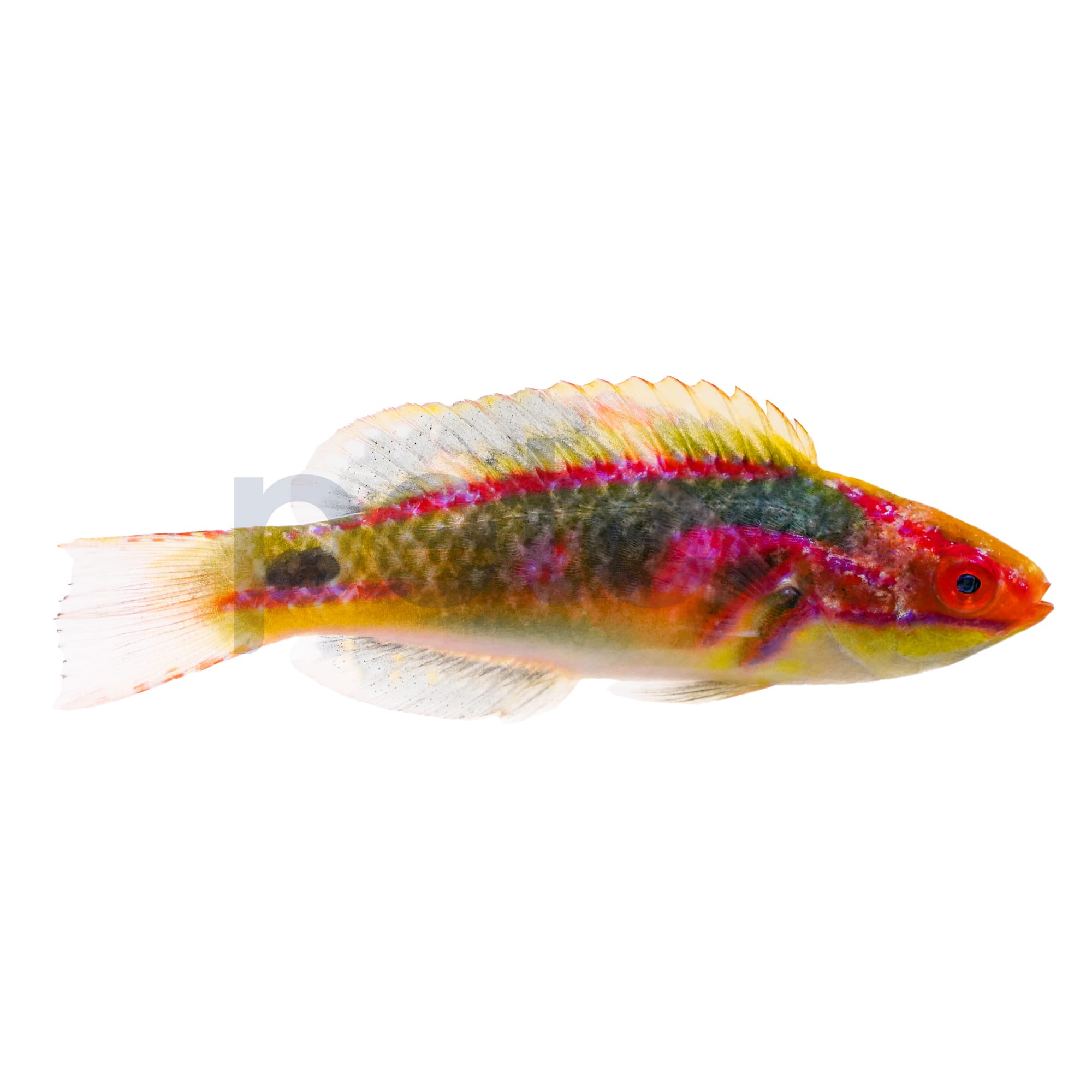 Exquisite Fairy Wrasse For Sale | Petco