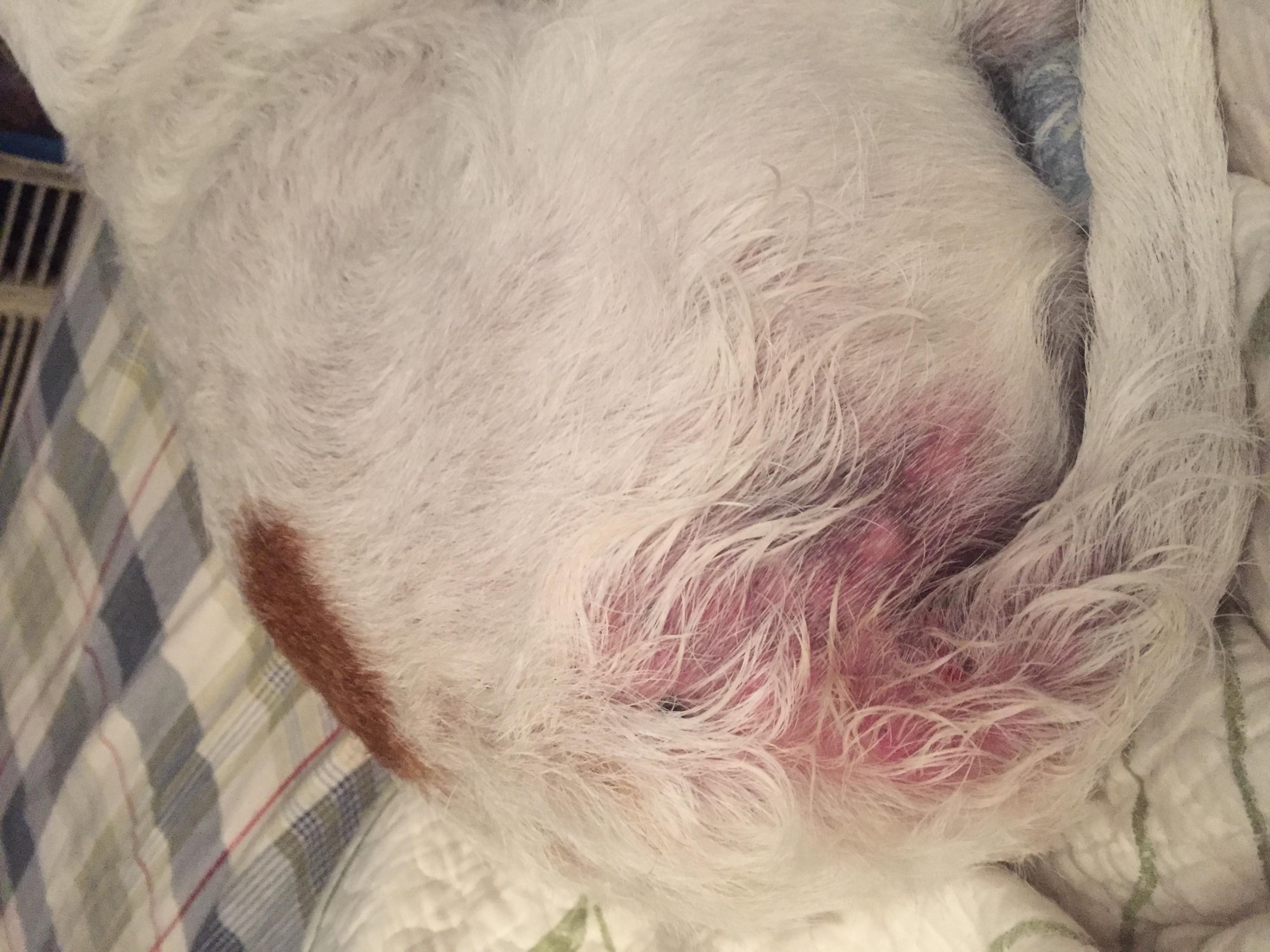 My dog has has been having really pink-red skin near his tail leading ...