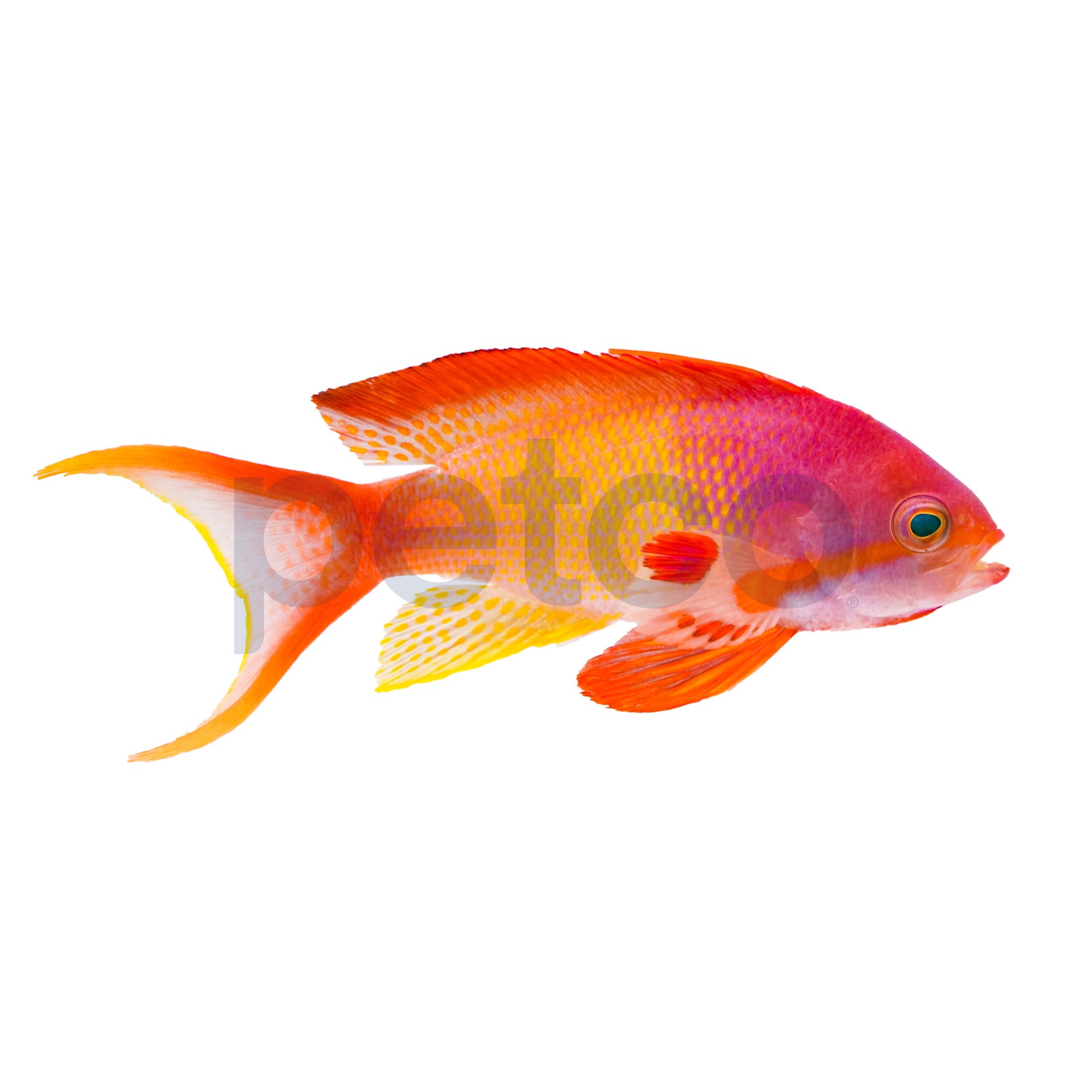 Red Yellow Breasted Lyretail Anthias For Sale - Male | Petco