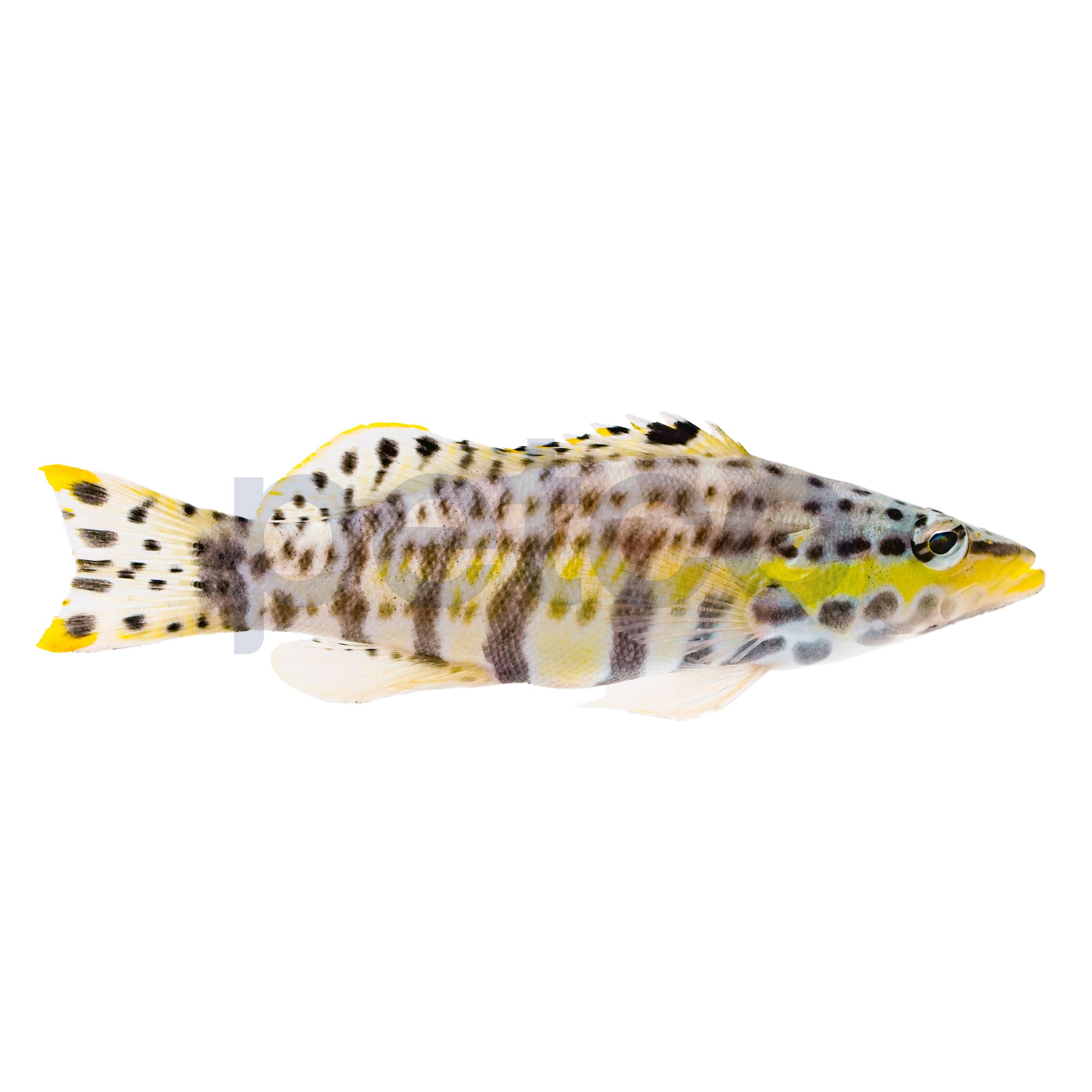 Harlequin Basslet For Sale | Petco