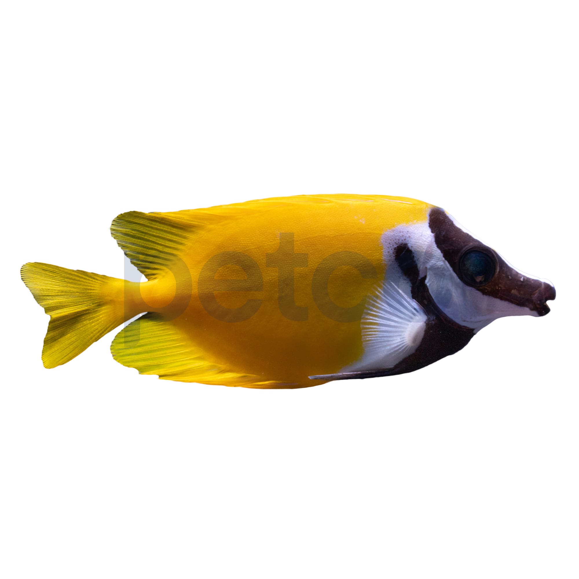 Foxface (Siganus vulpinus) - Medium | Petco