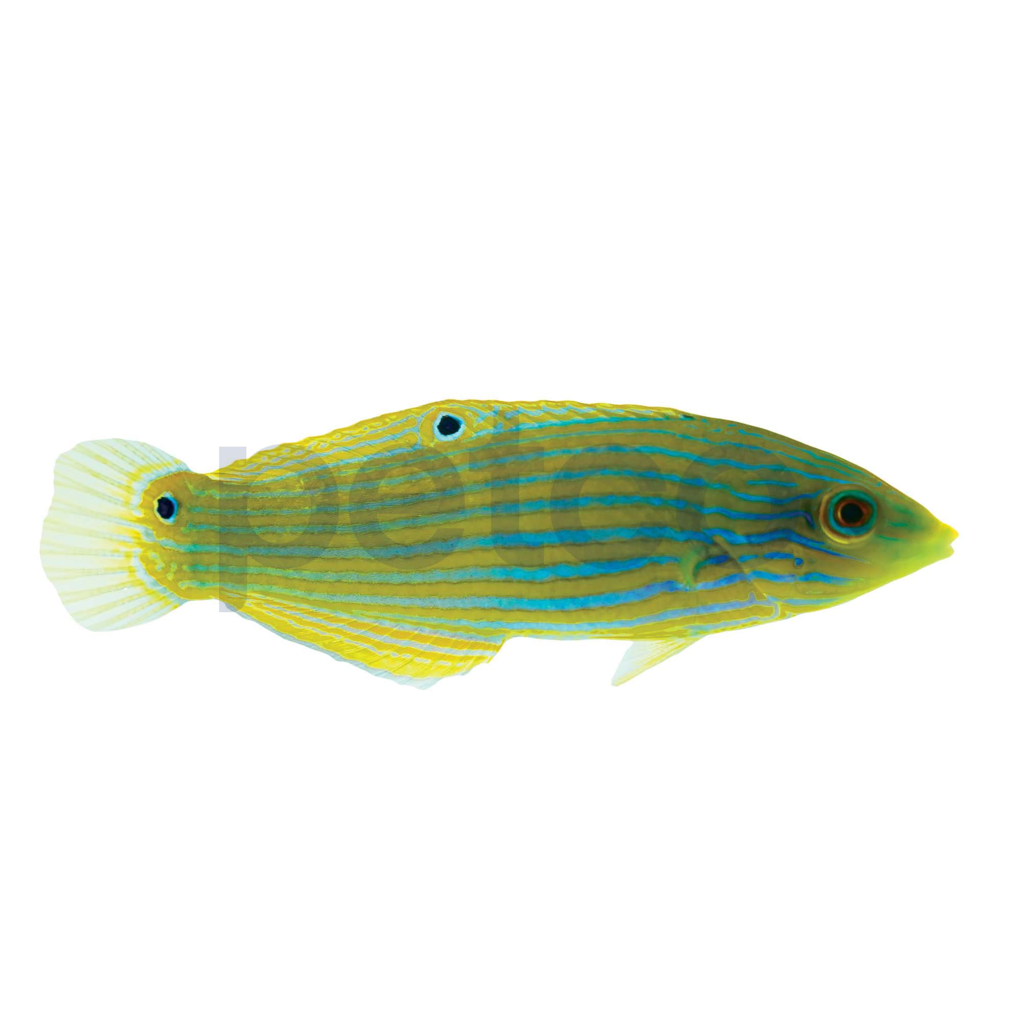 Pinstriped Wrasse For Sale - Small | Petco