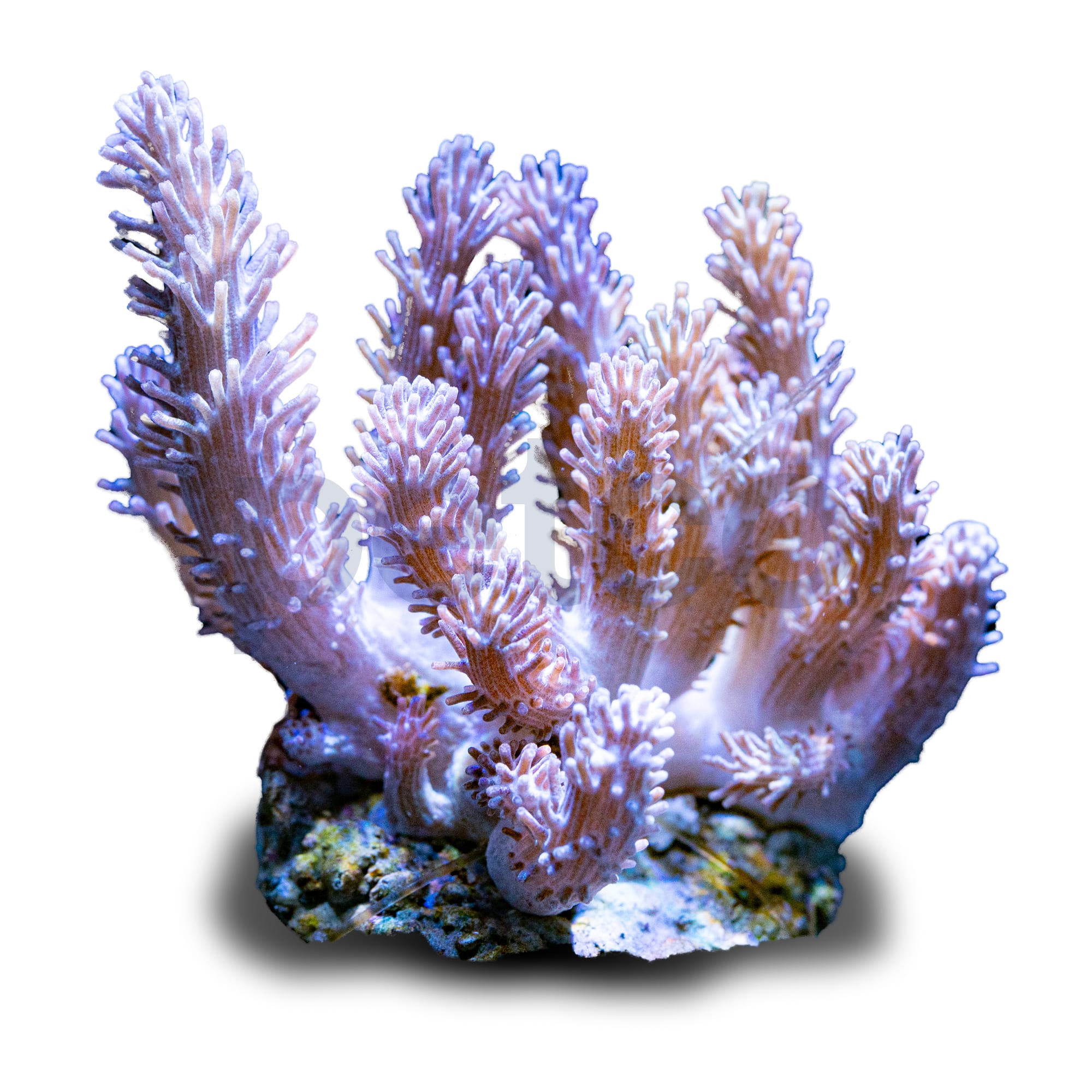 Coral For Sale | Petco