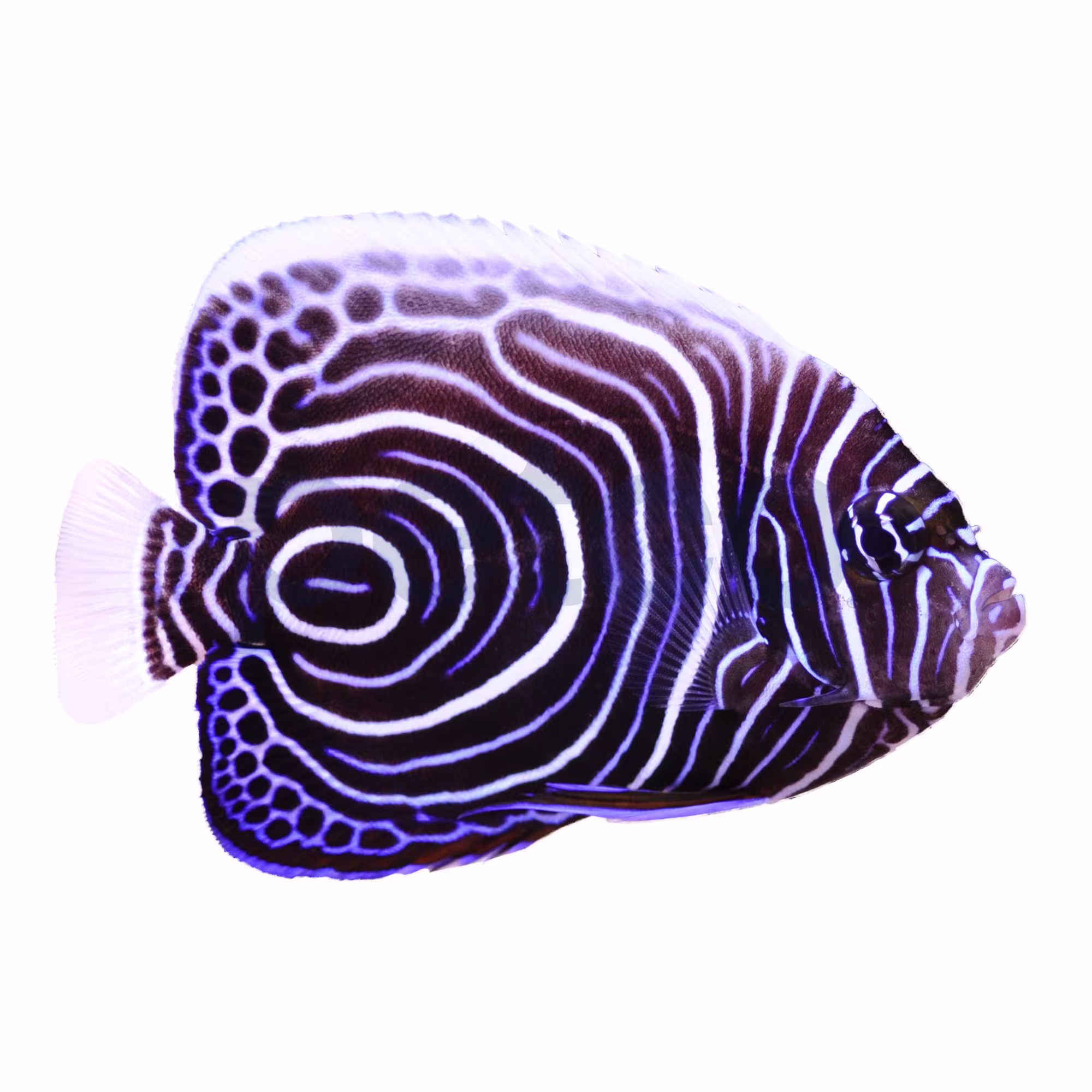 Emperor Angelfish, Juvenile For Sale - Small | Petco
