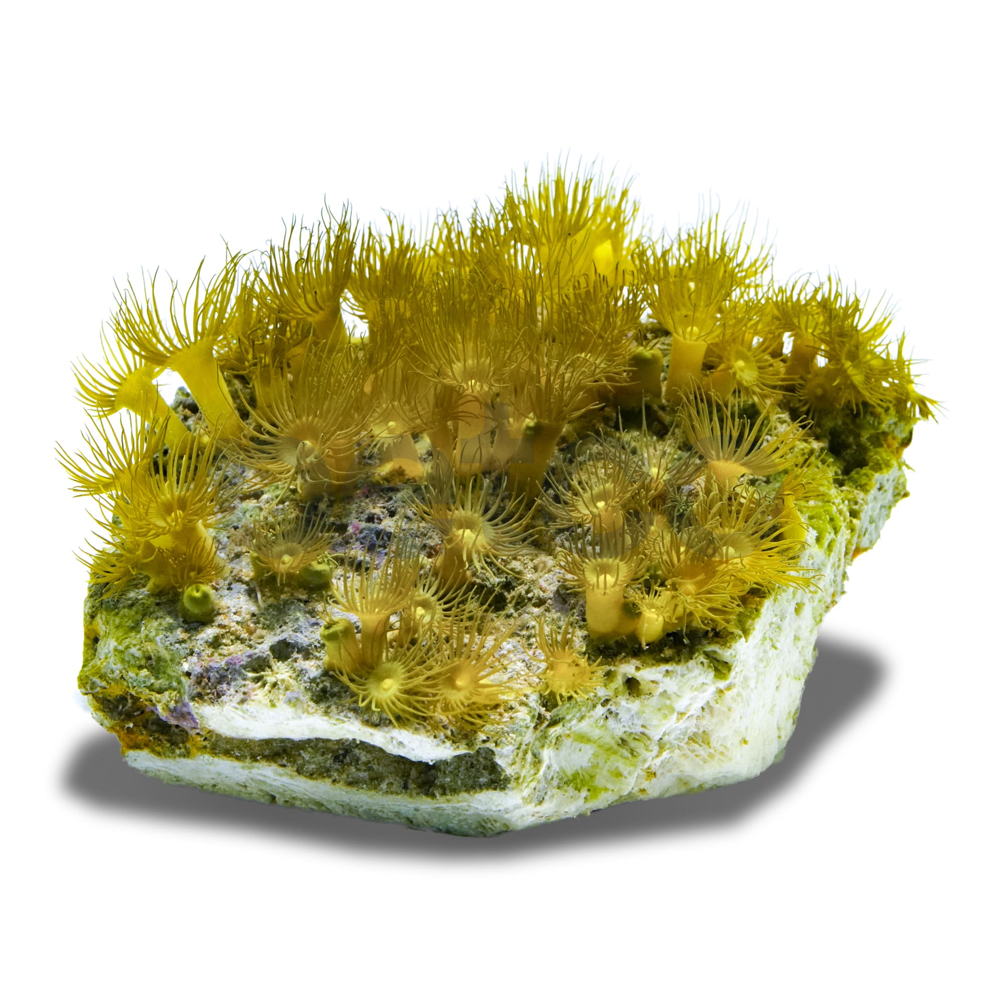 Nano Yellow Polyp For Sale | Petco