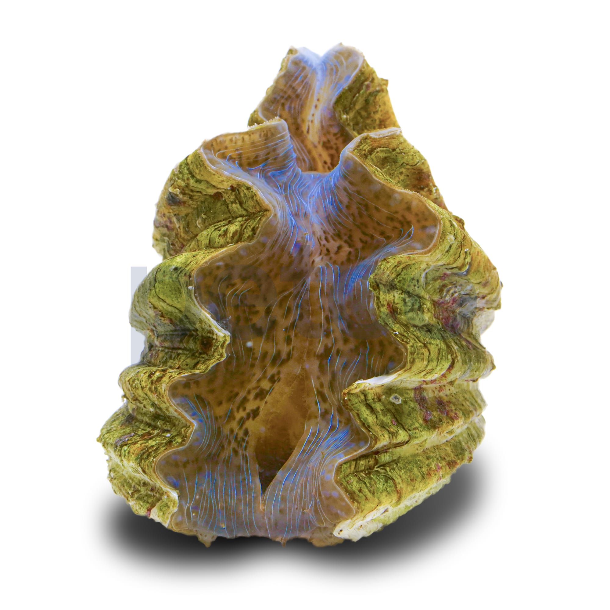Hippopus Hippopus Clam For Sale - Medium | Petco