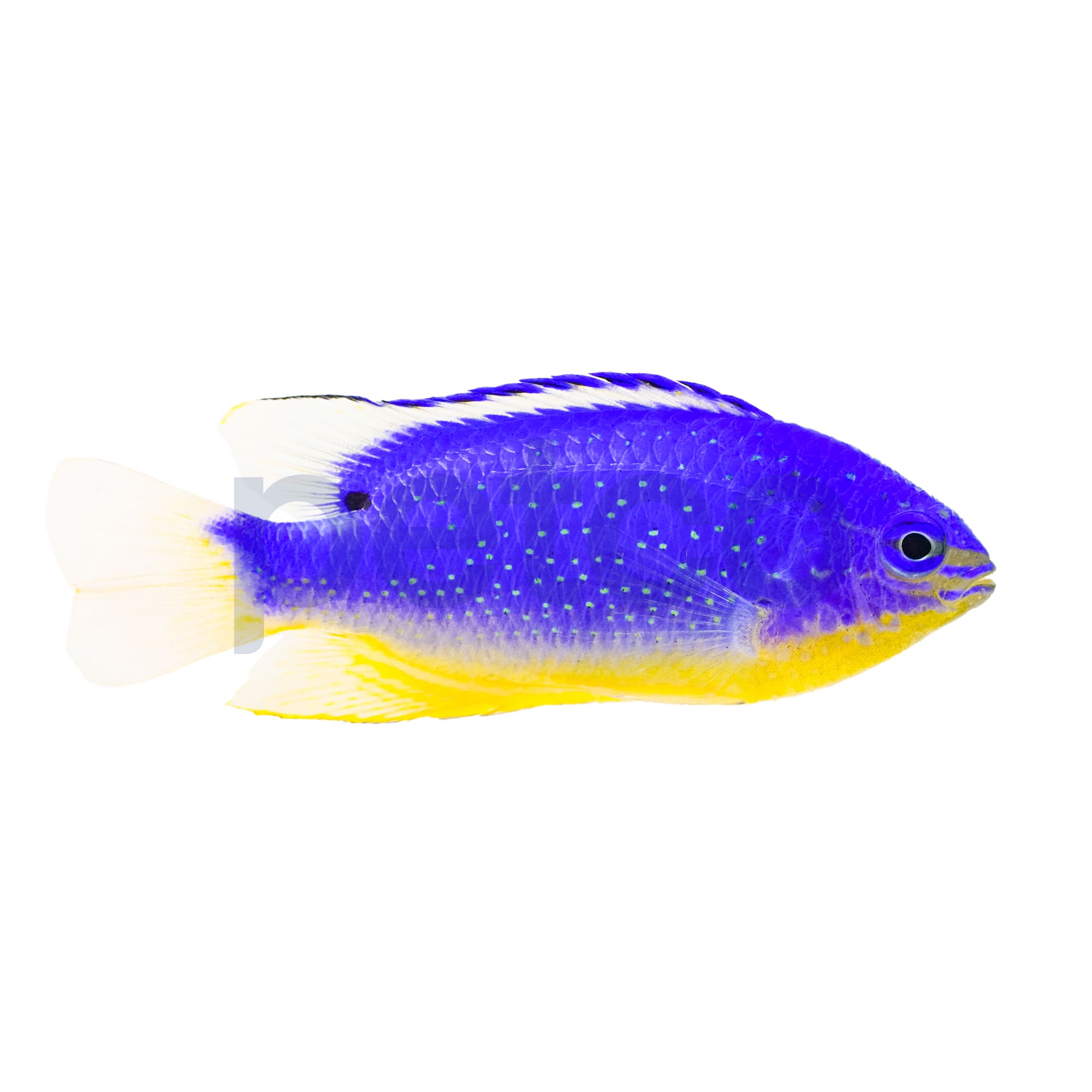 Fiji Blue Devil Damsel For Sale | Petco