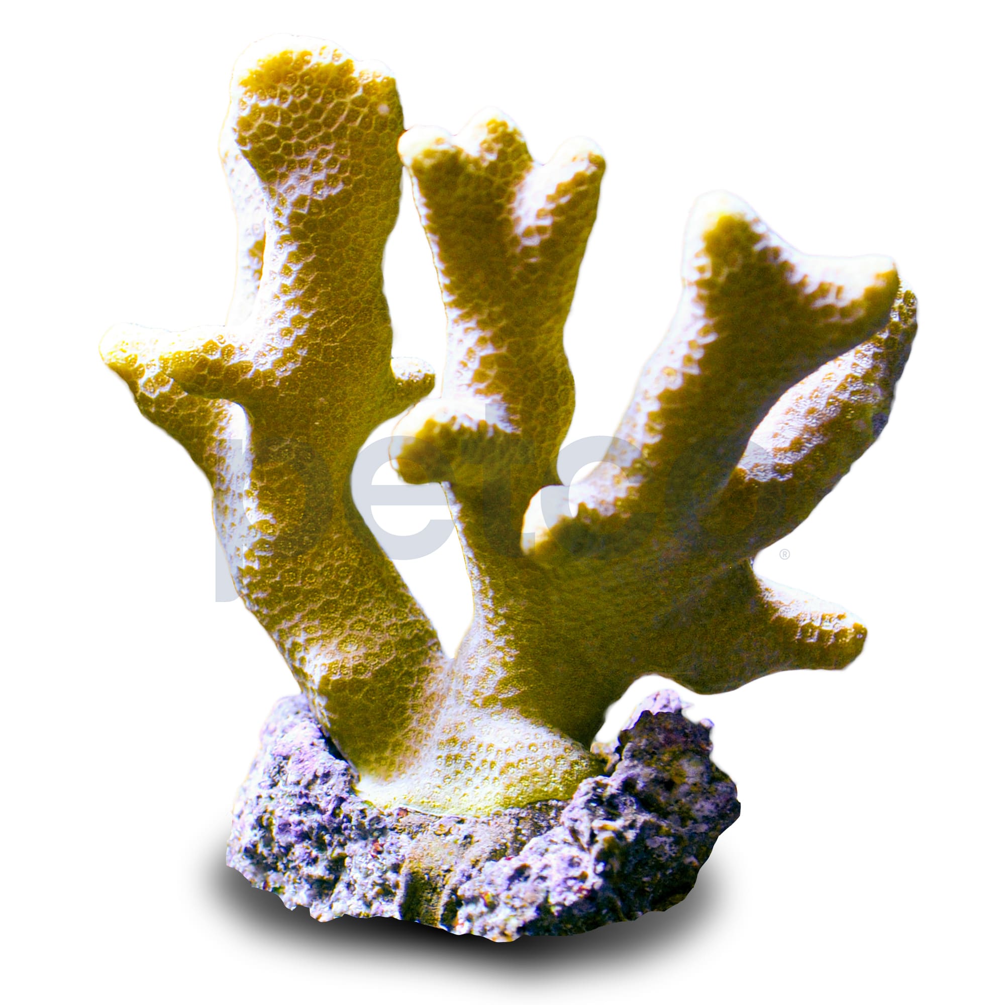 Yellow Porites Coral For Sale | Petco