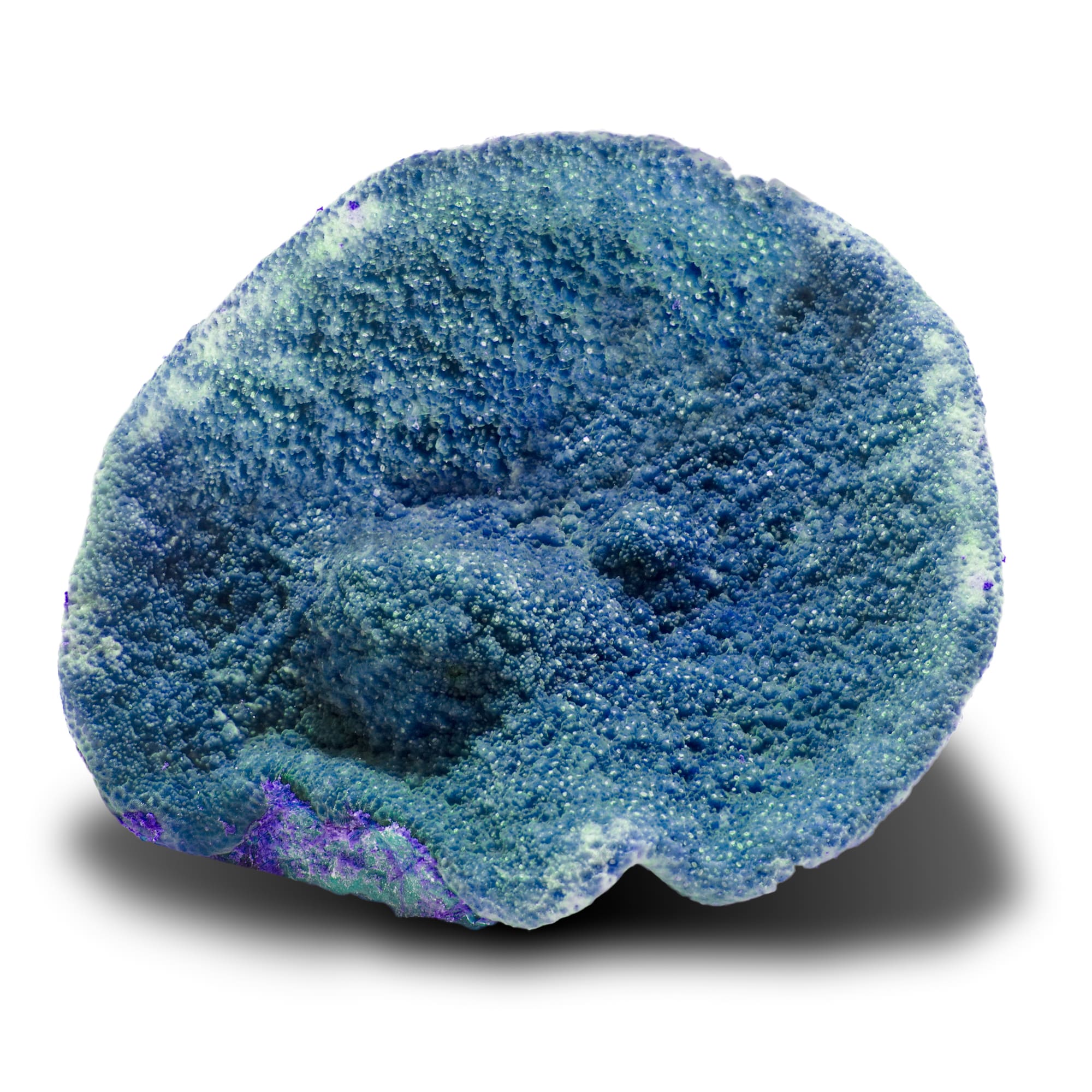 Blue Encrusting Coral For Sale | Petco
