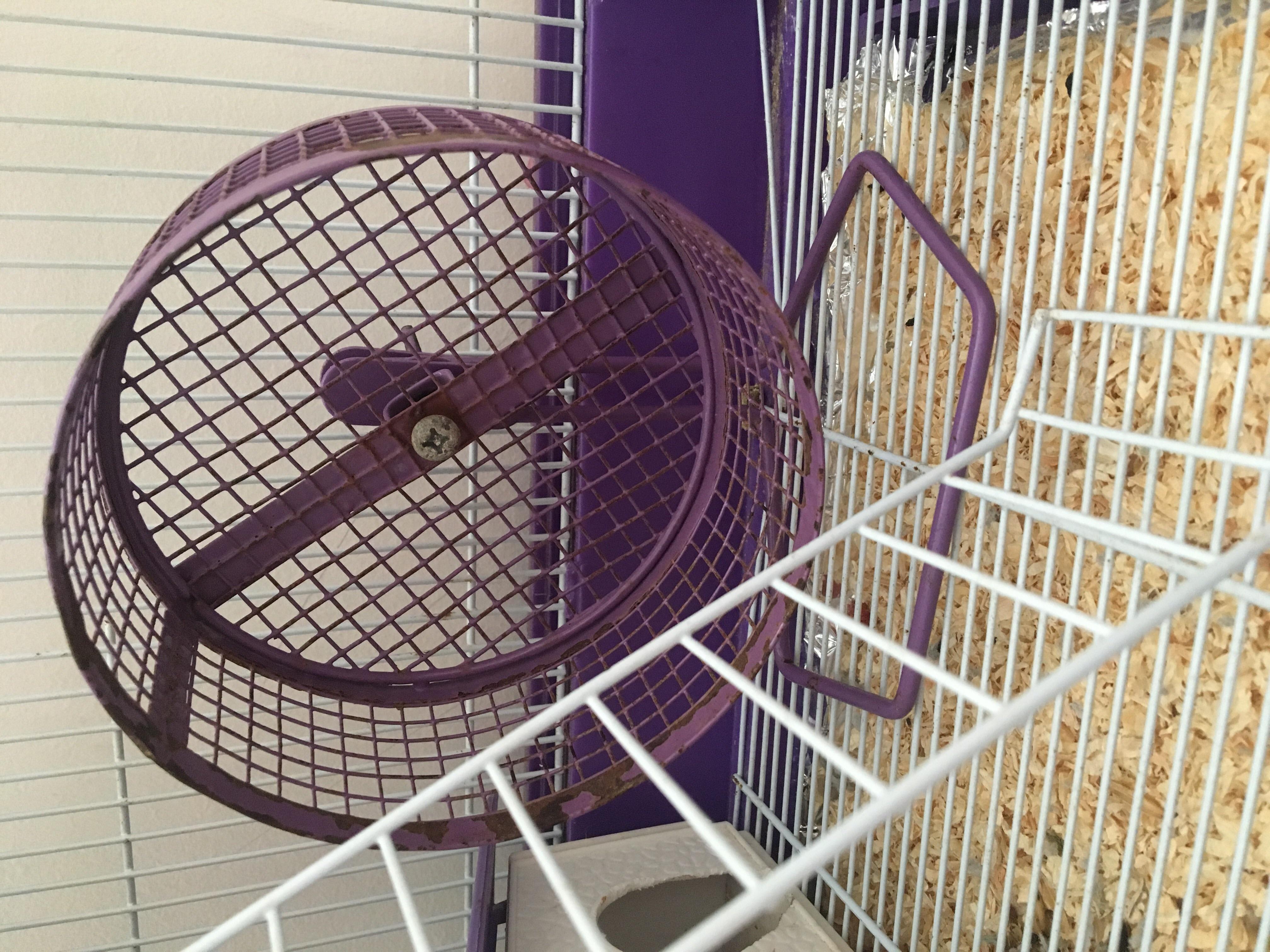 Can mesh cages and wheels cause bumblefoot in my pet mouse? | Petco