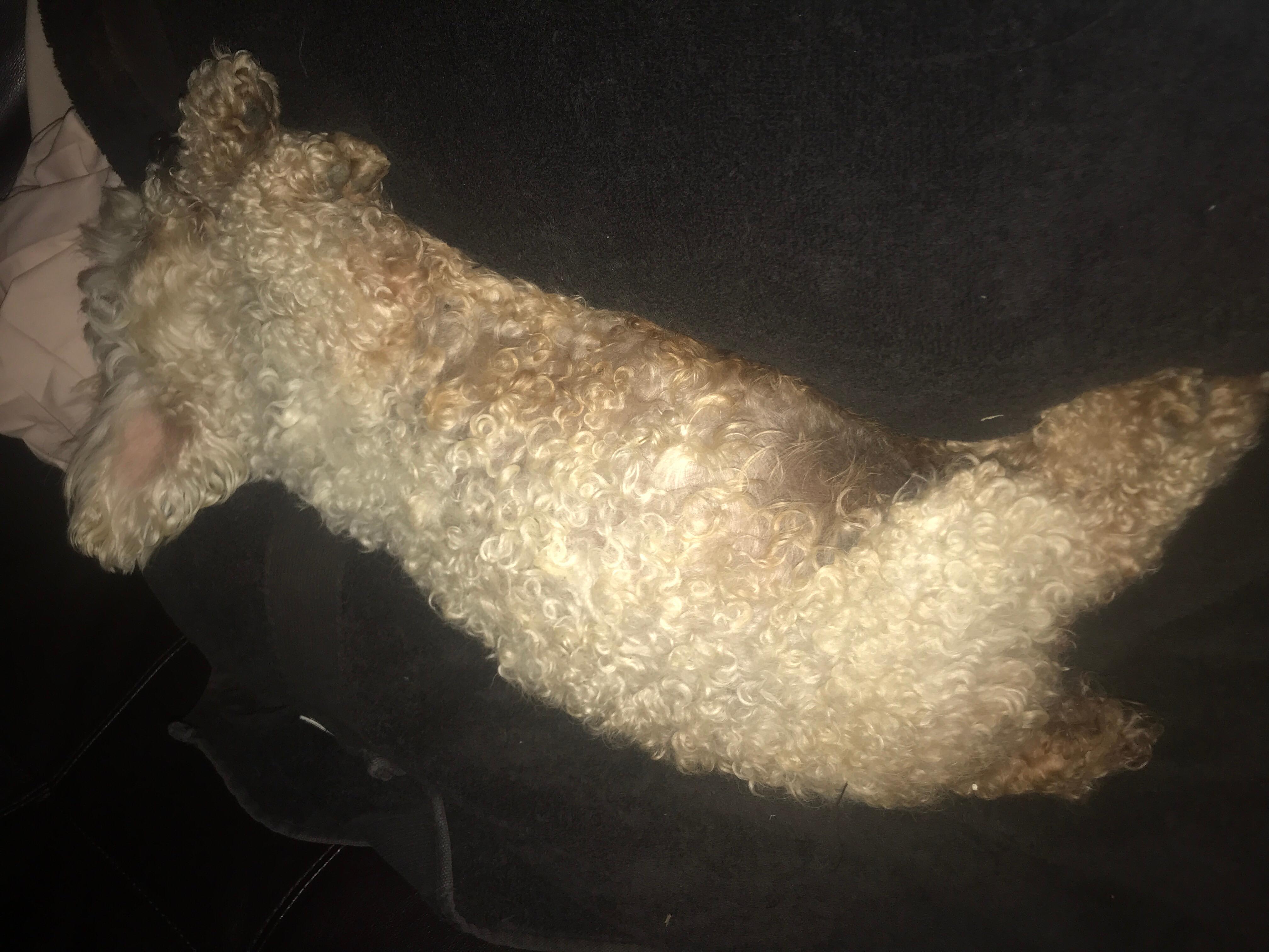 Why is my unspayed dog's stomach hard, bleeding, and weak? | Petco