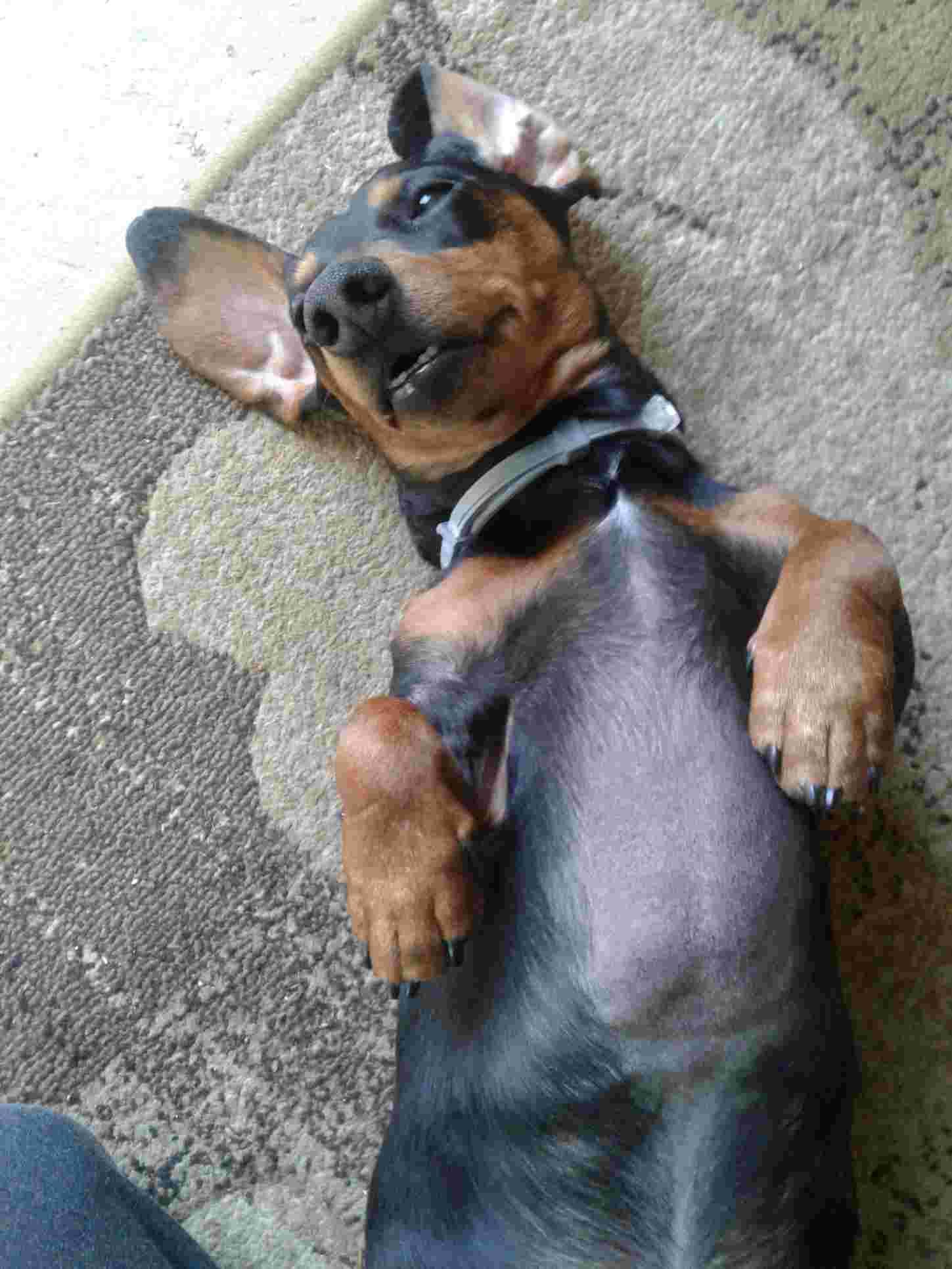 Dachshund Bald Chest: Is It Normal or a Sign of Hair Loss? | Petco