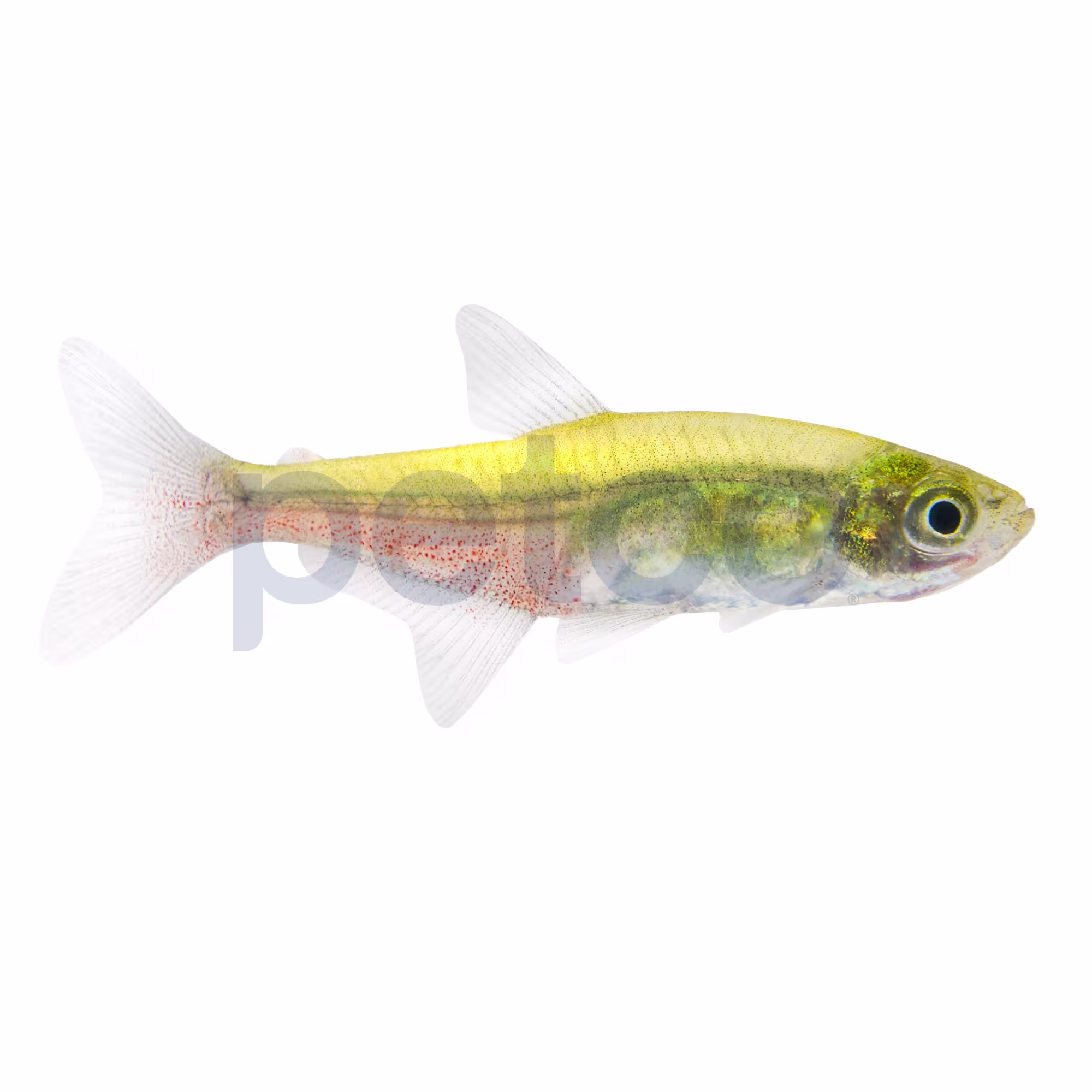 Green Fire Tetra (Aphyocharax rathbuni) | Petco