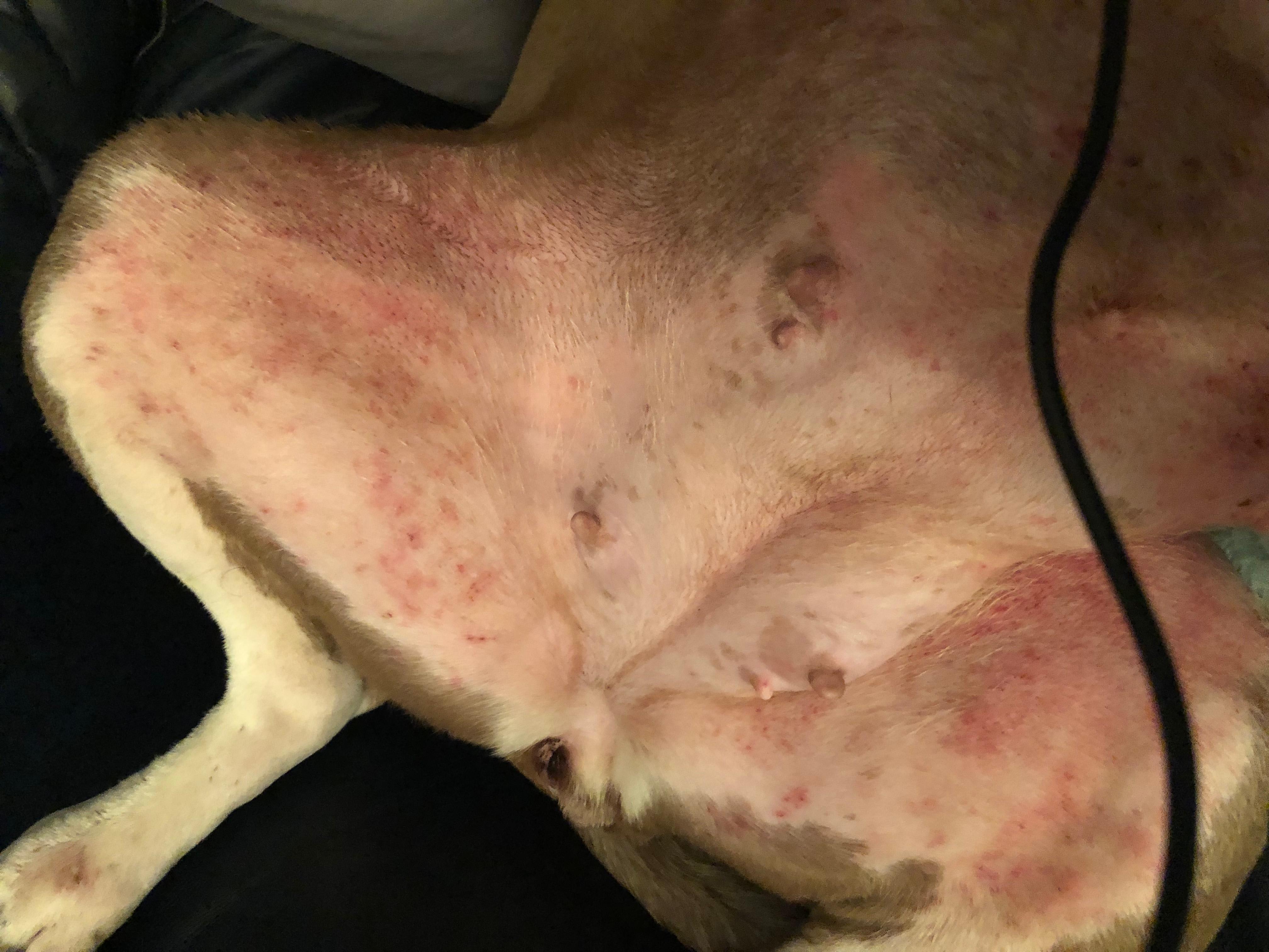 What's Causing Your Pitbull's Recurrent Stomach Rash? | Petco