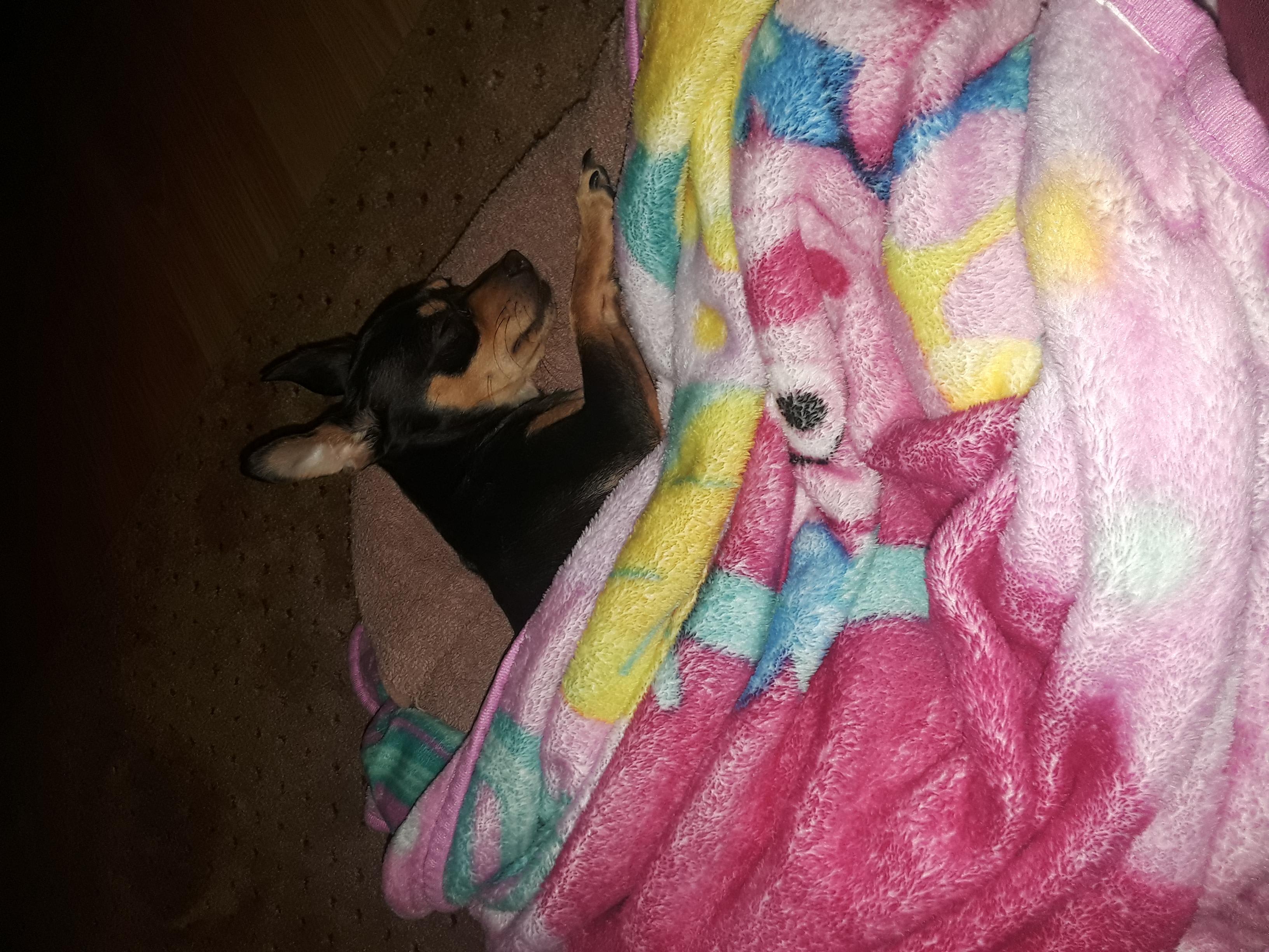 Why is my dog flinching and swaying? Could she have eaten something ...