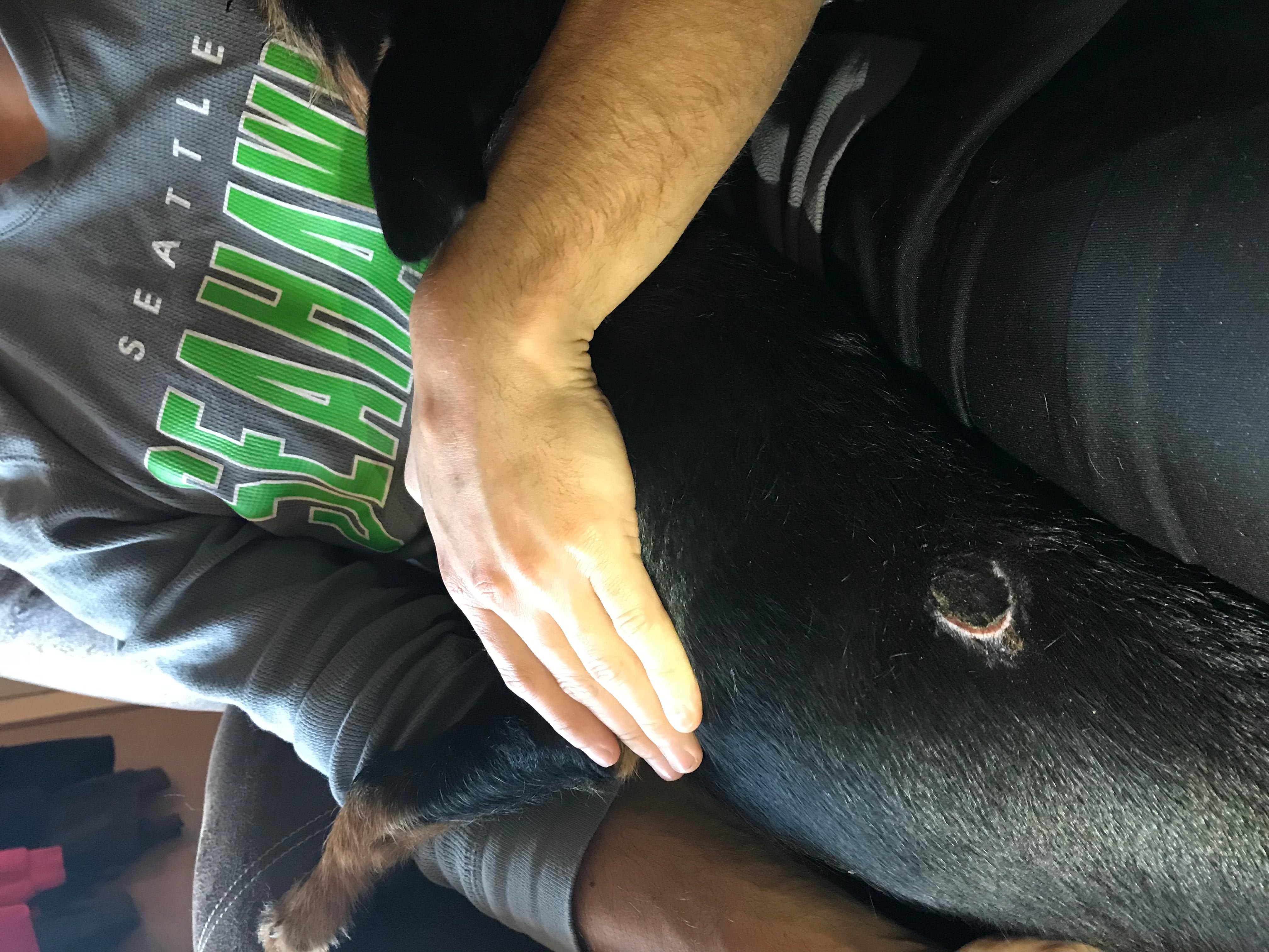 My 5-Month-Old Puppy Has a Peeling, Oozing Skin Patch | Petco