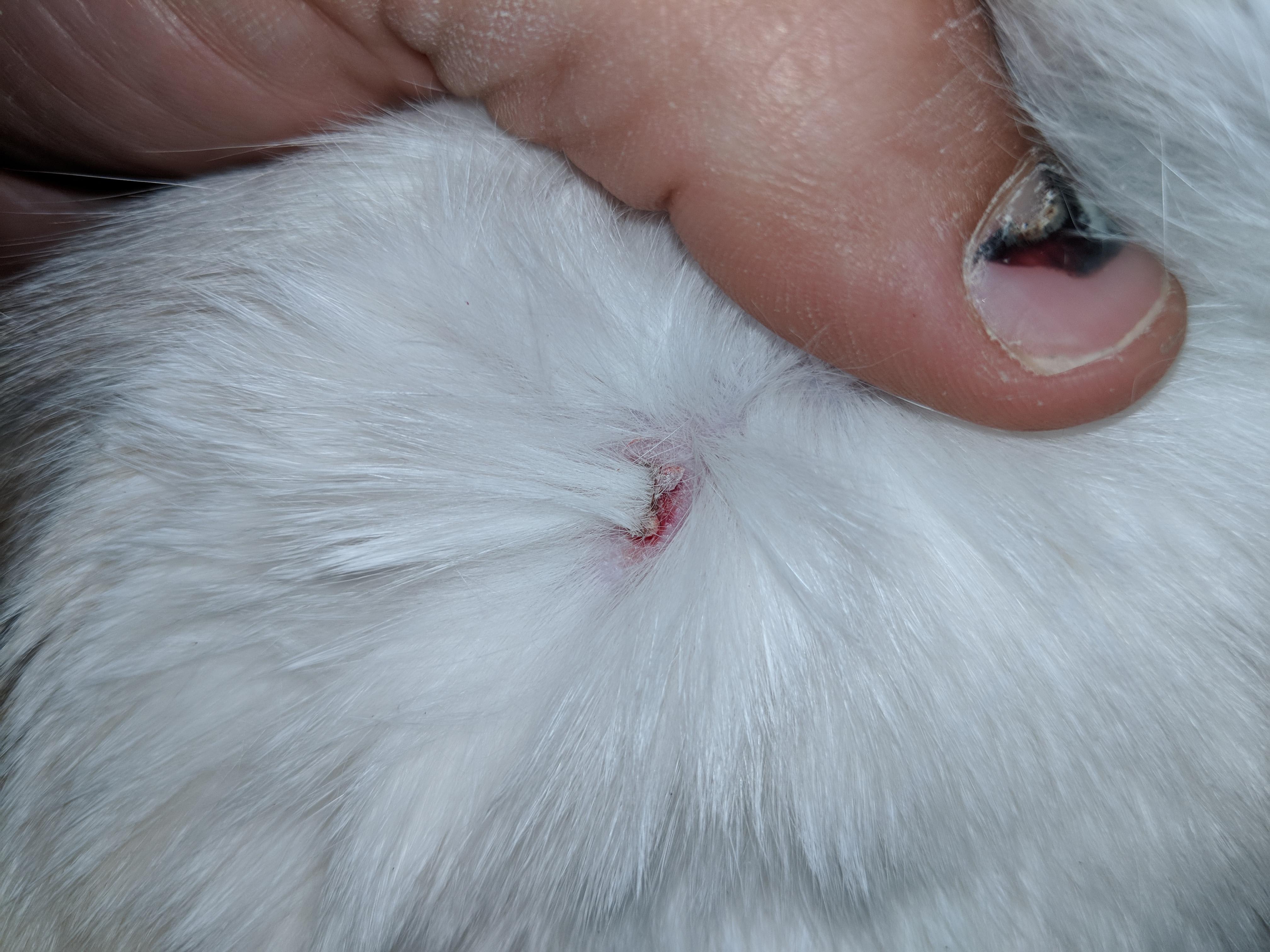 What's That Strange Mark on Your Cat's Skin? Wound or Bite? | Petco