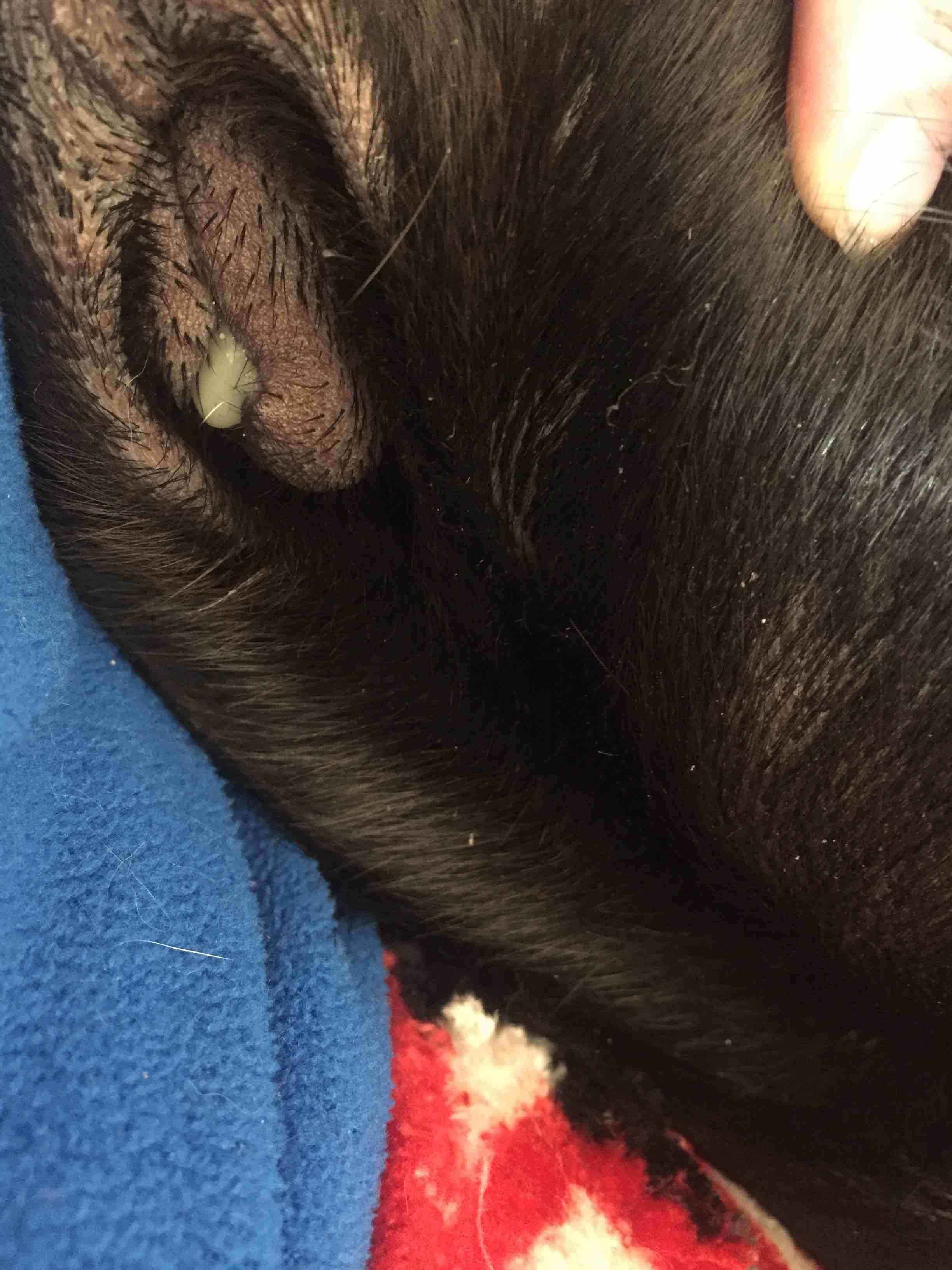 My dog has greenish-yellow vulvar discharge. Is it normal? | Petco