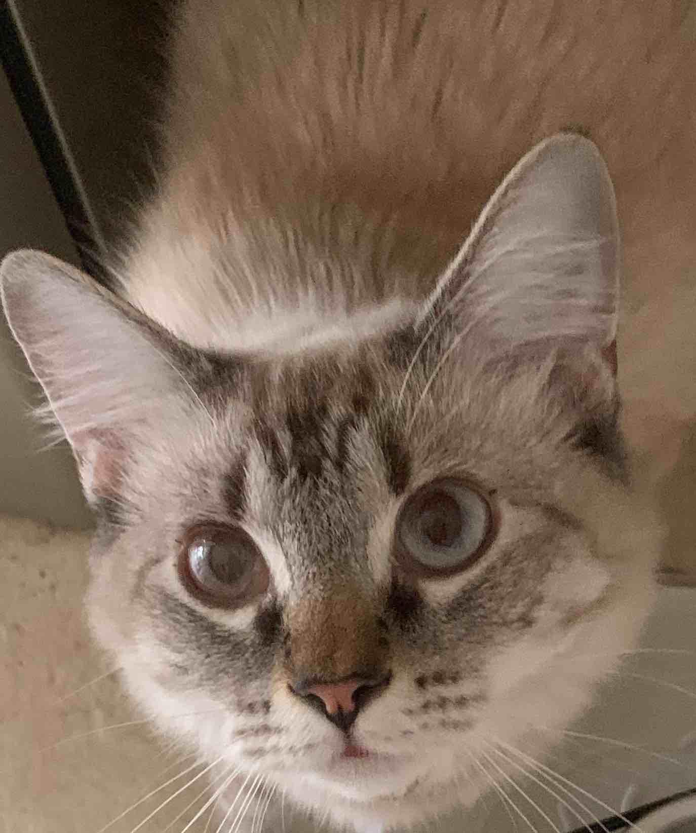 My Cat's Eye is Foggy Brown: Is it an Emergency? What to Do? | Petco