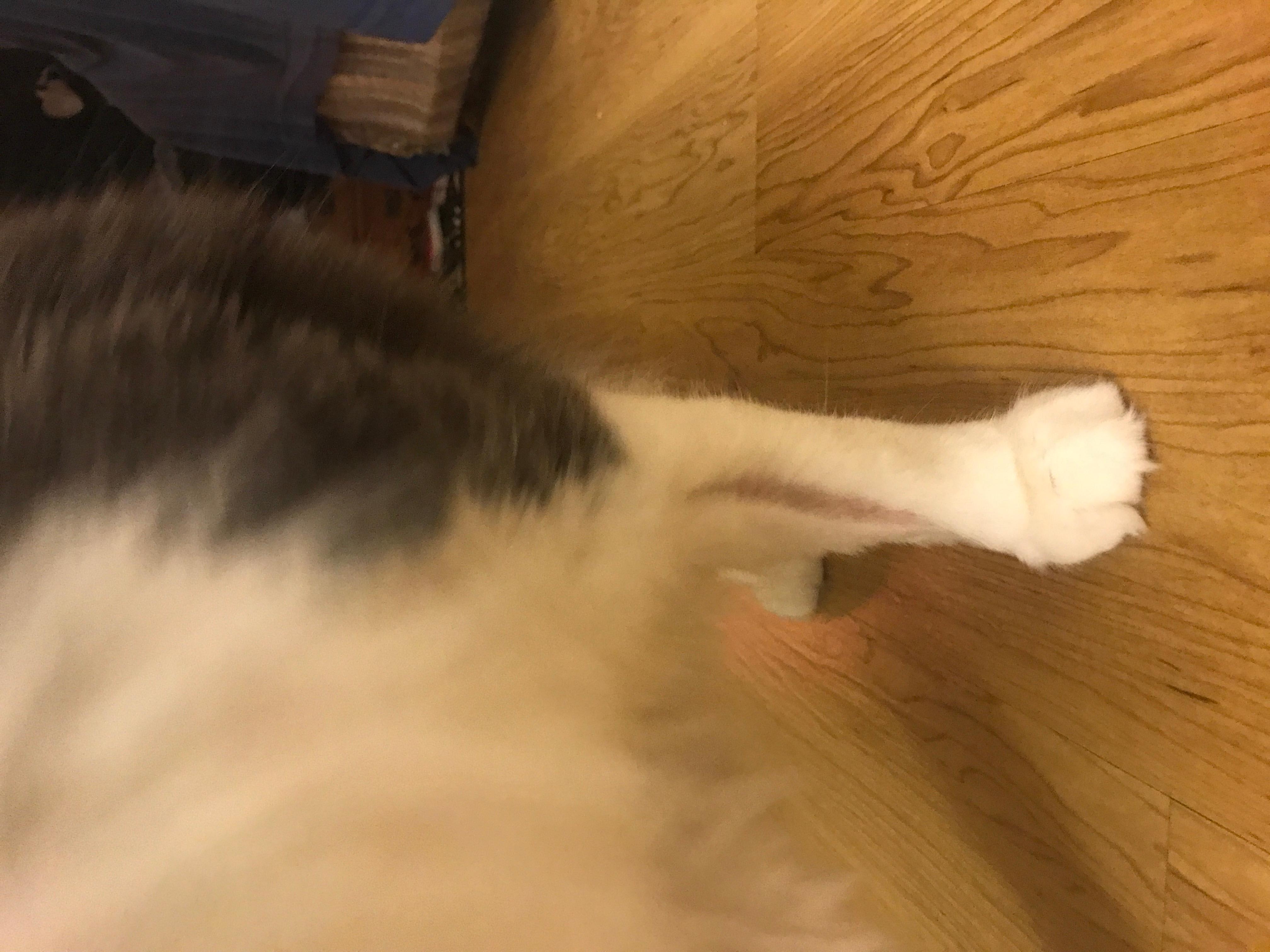 Why is my cat balding on its front leg in a straight line? | Petco