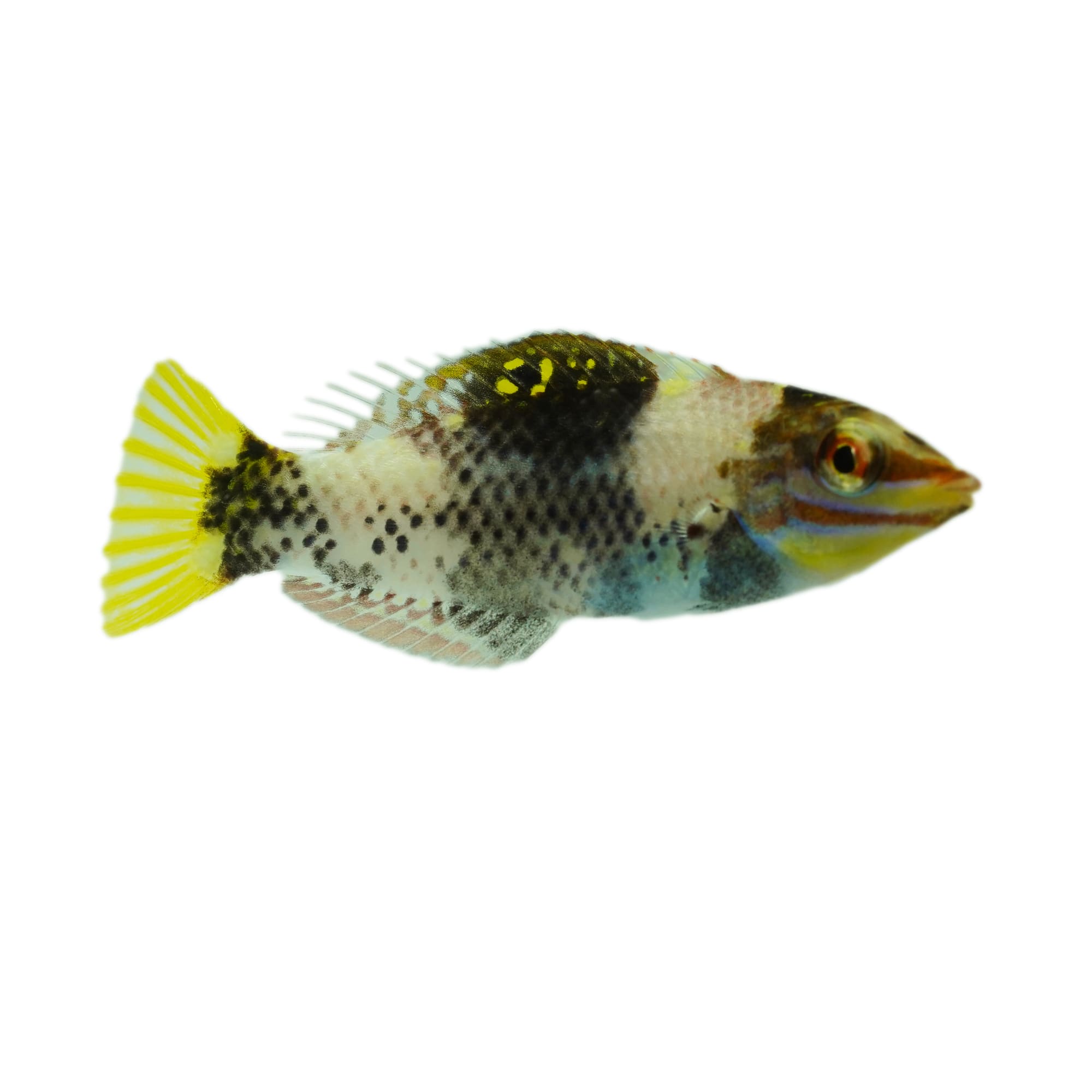Marble Wrasse For Sale | Petco