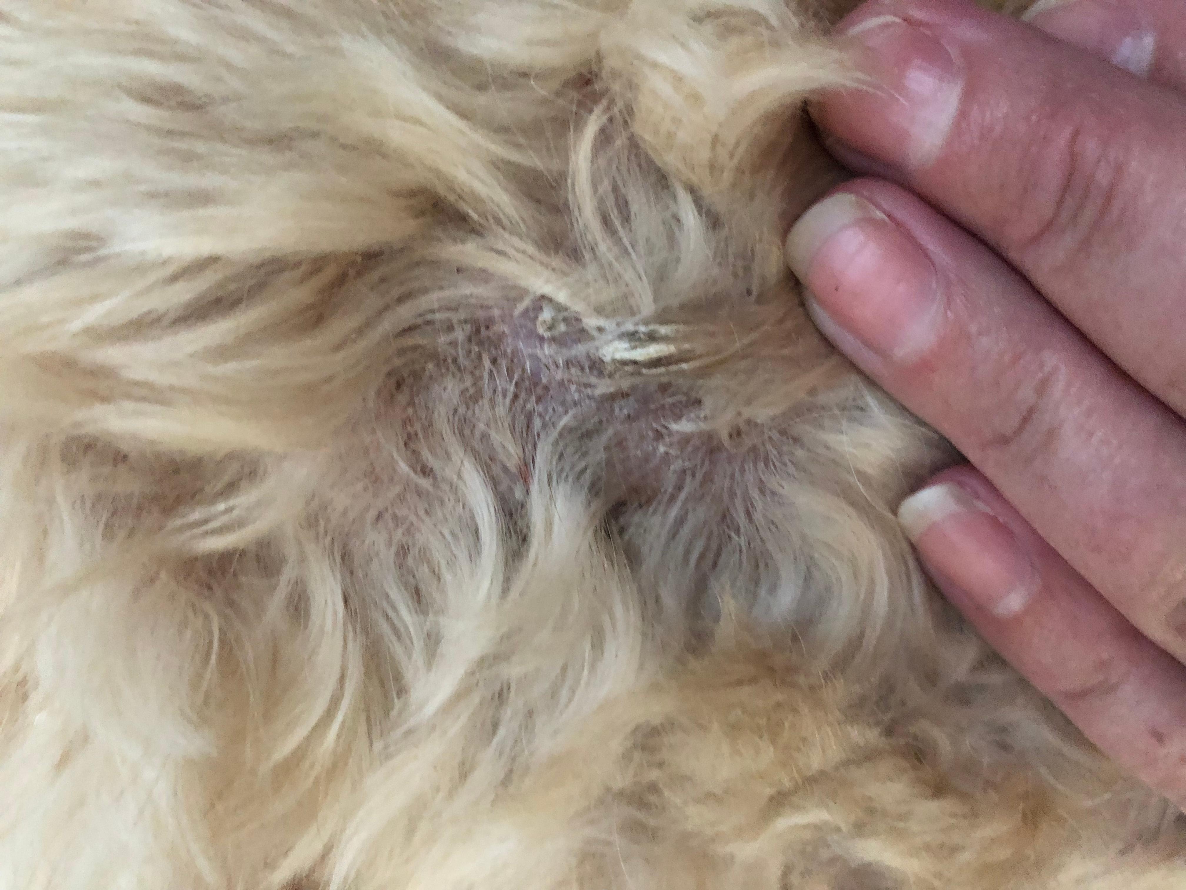 My Dog Has a Skin Condition: Is It Ringworm & What to Do? | Petco