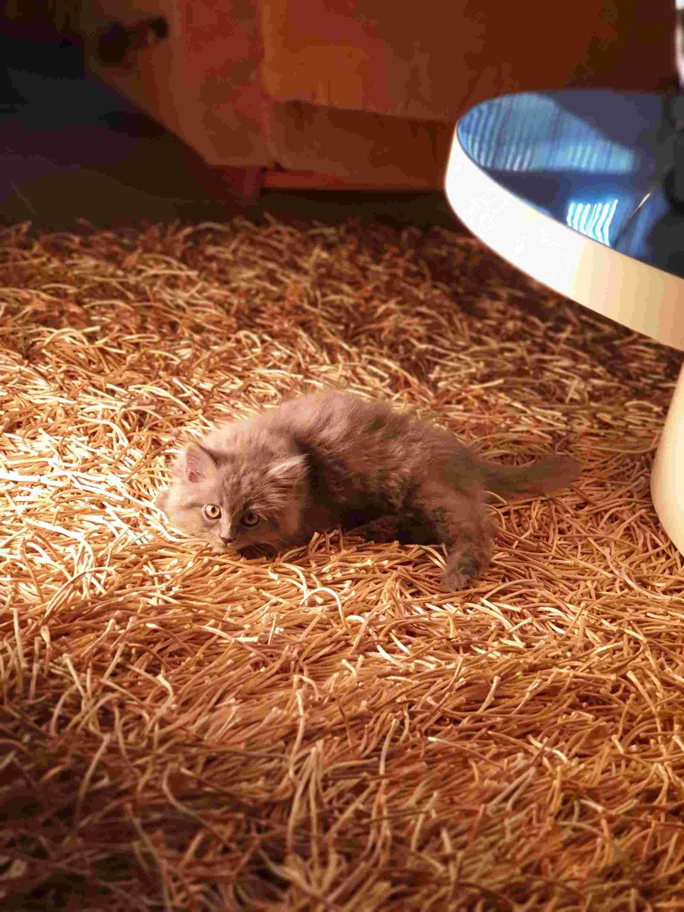 Why is my cat's poop liquidy and what should I do to help him? | Petco