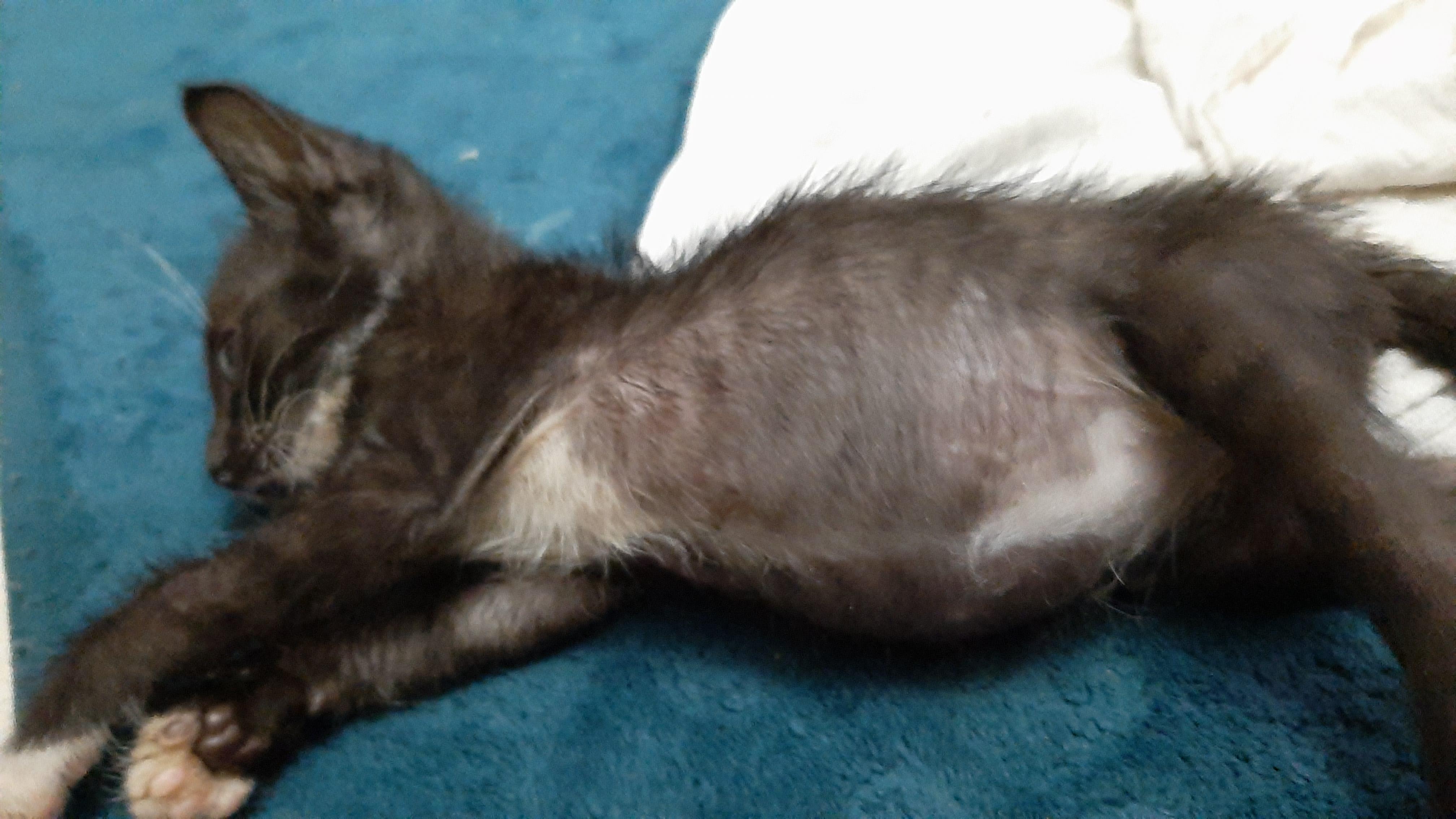 How to Help a 7-Week-Old Kitten with Swollen Belly & No Poop | Petco