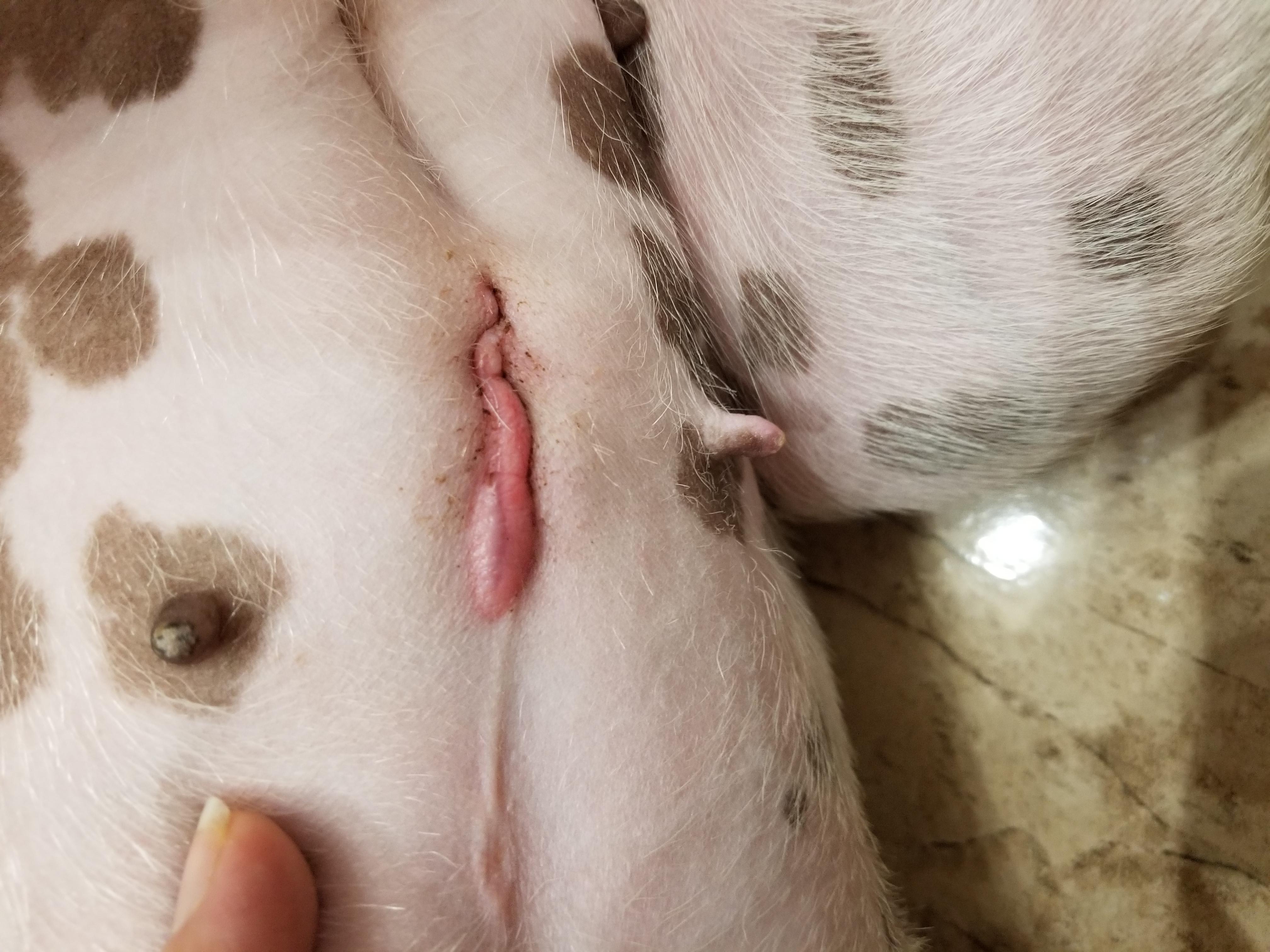 Is Your Dog's Puffy, Pink Spay Incision Normal After 3 Weeks? | Petco
