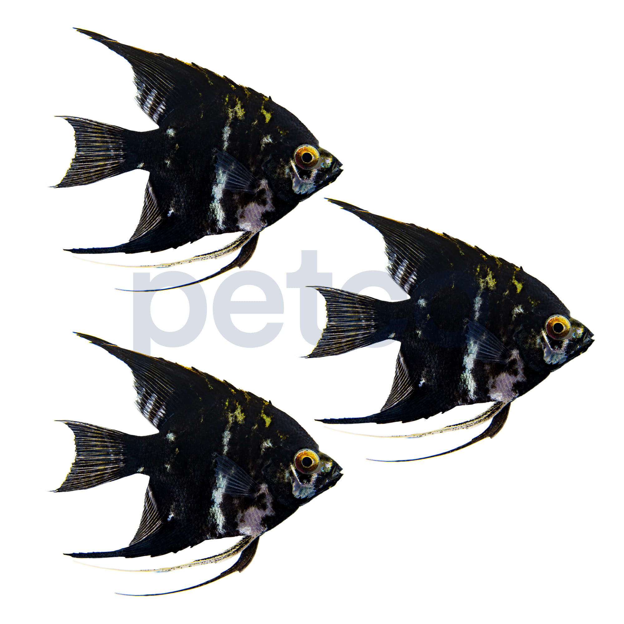 Black Angelfish For Sale | Petco