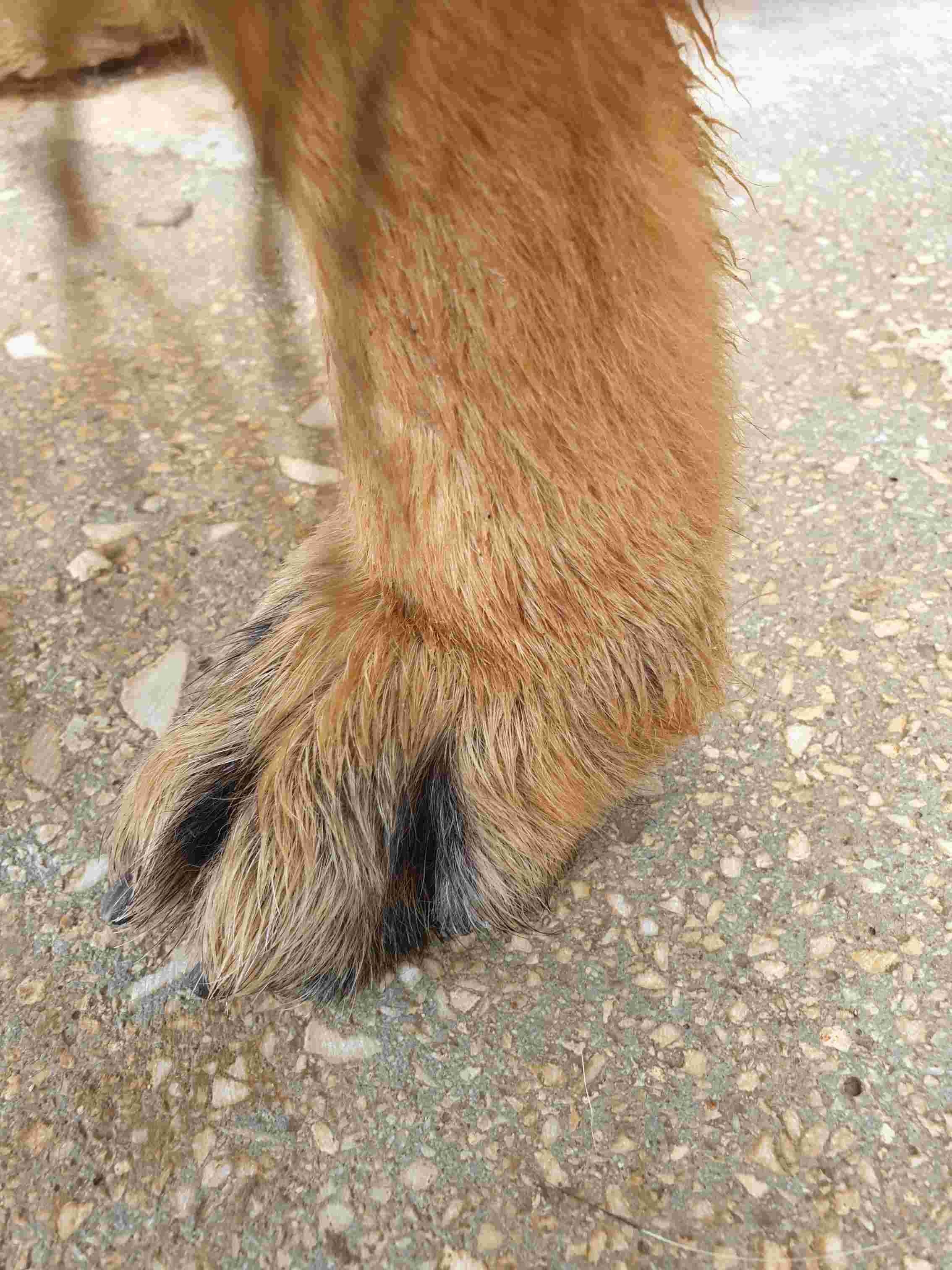Why Do My Dog's Feet Look Weird? Infection or Allergies? | Petco