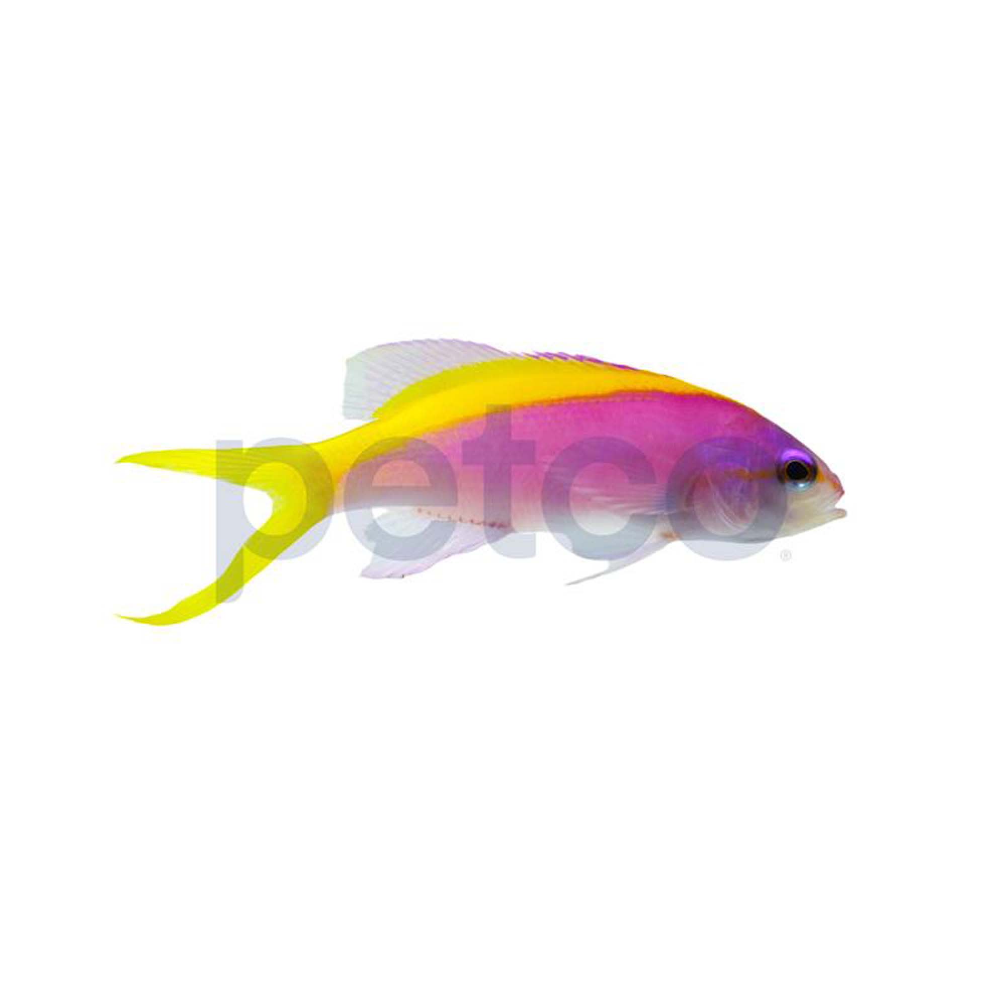 Yellowback Evansi Anthias 1"-2" | Petco